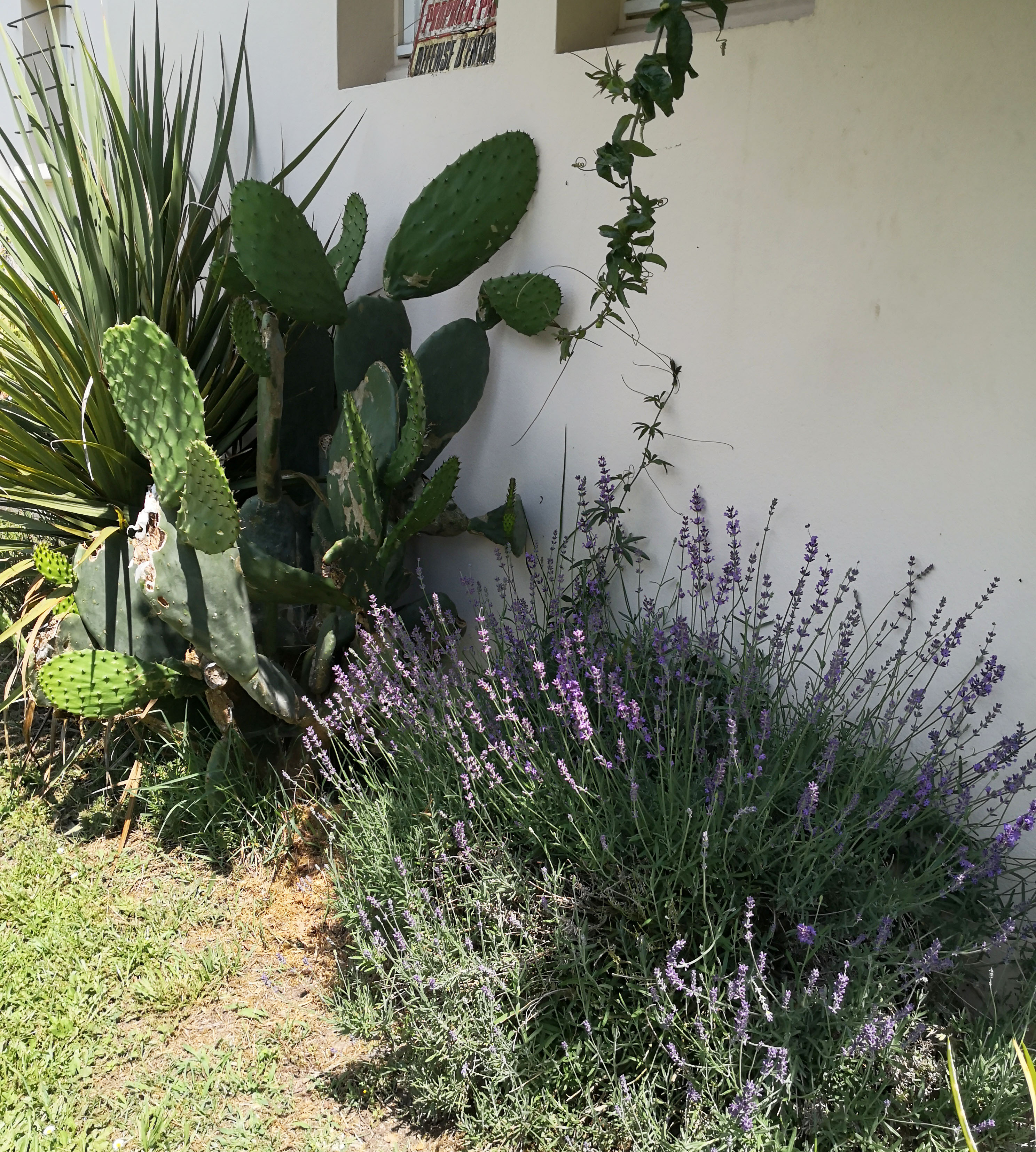 Lavender, common : buy Lavender, common / Lavandula angustifolia
