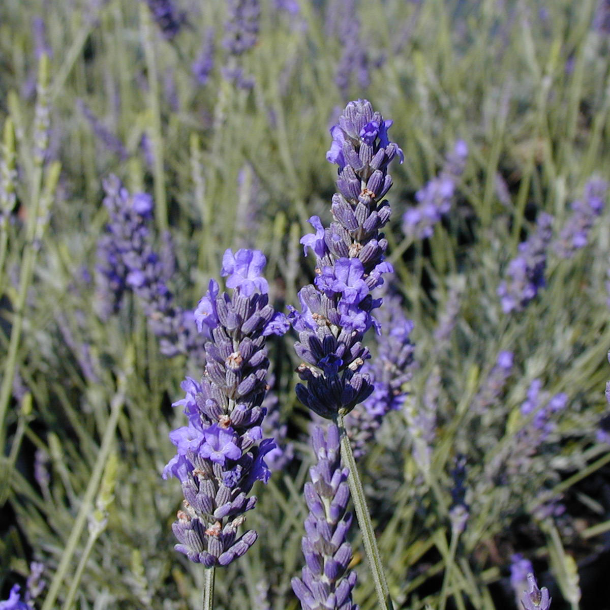Lavender 'Grosso' : buy Lavender 'Grosso' / Lavandula intermedia 'Grosso'
