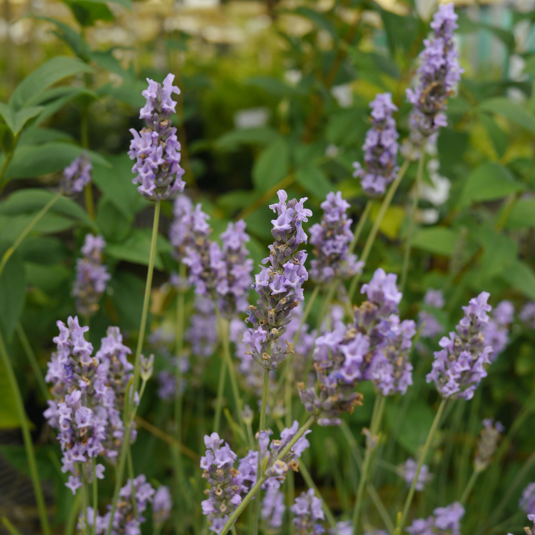 Lavender 'Grosso' : buy Lavender 'Grosso' / Lavandula intermedia 'Grosso'