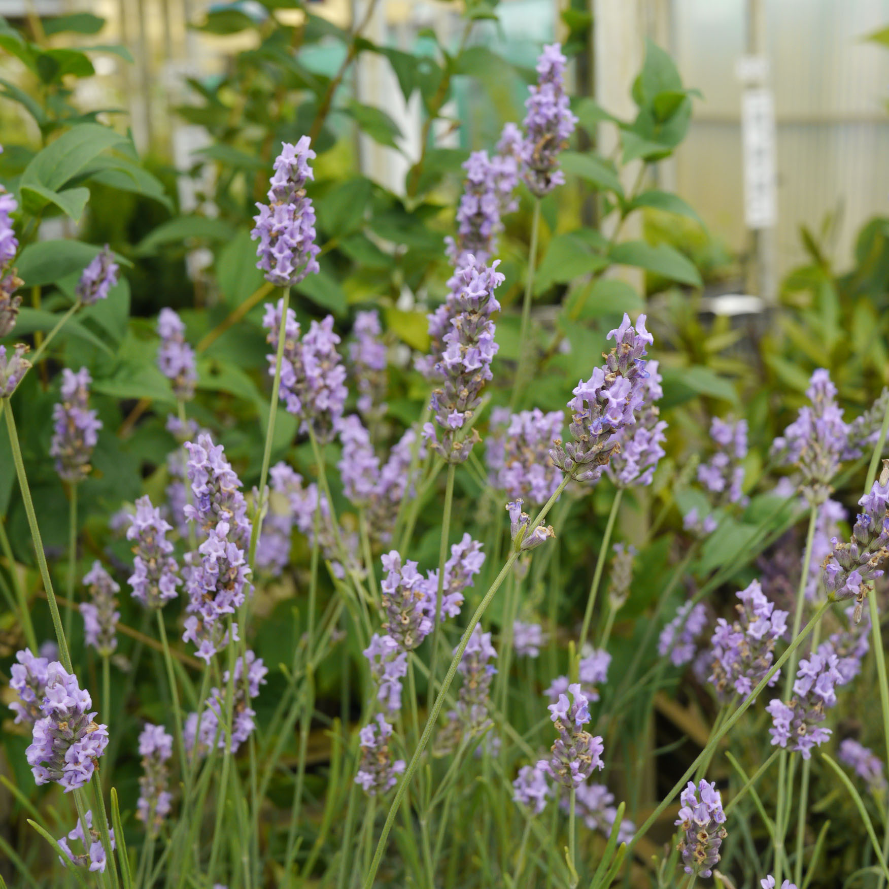 Lavender 'Grosso' : buy Lavender 'Grosso' / Lavandula intermedia 'Grosso'