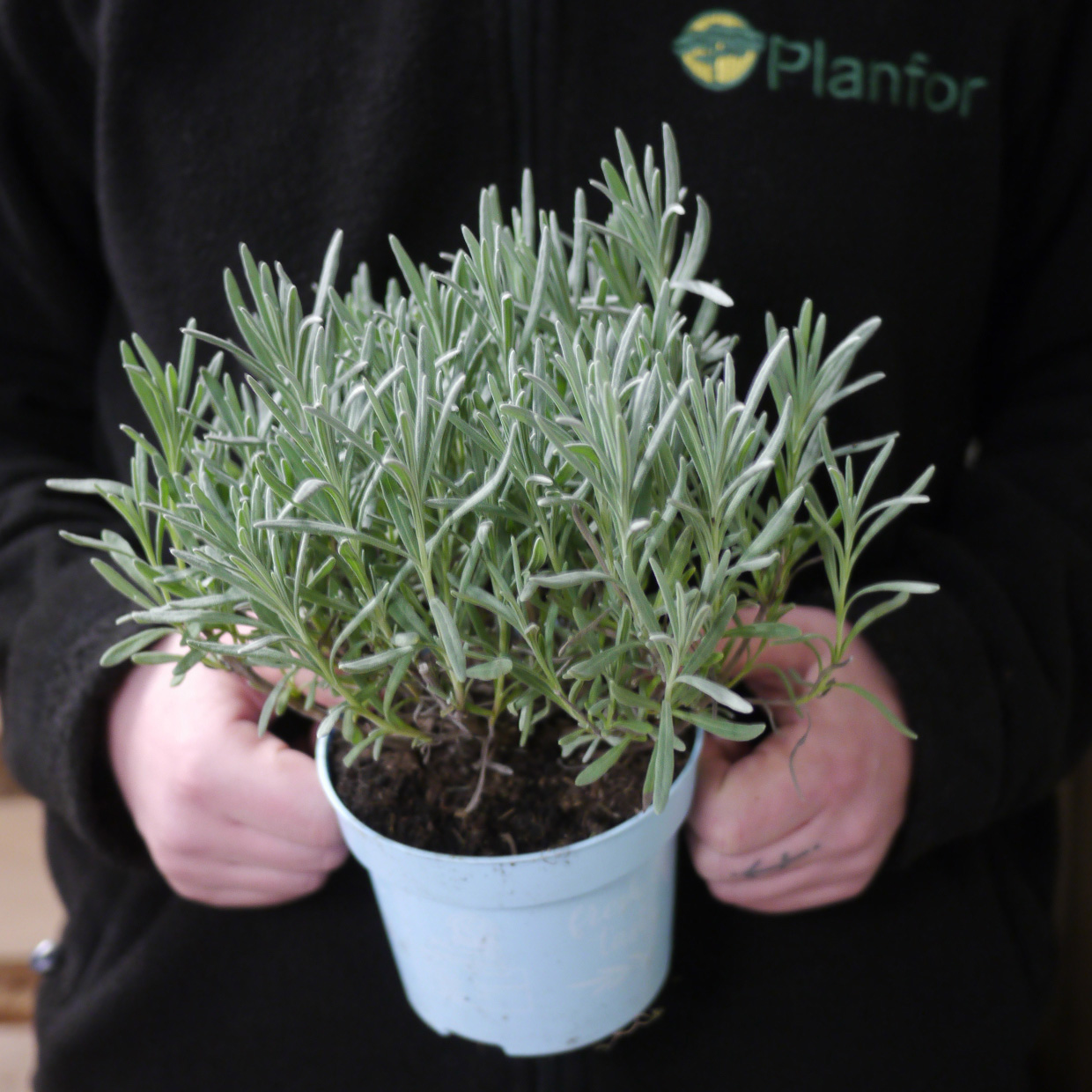 Lavender 'Grosso' : buy Lavender 'Grosso' / Lavandula intermedia 'Grosso'