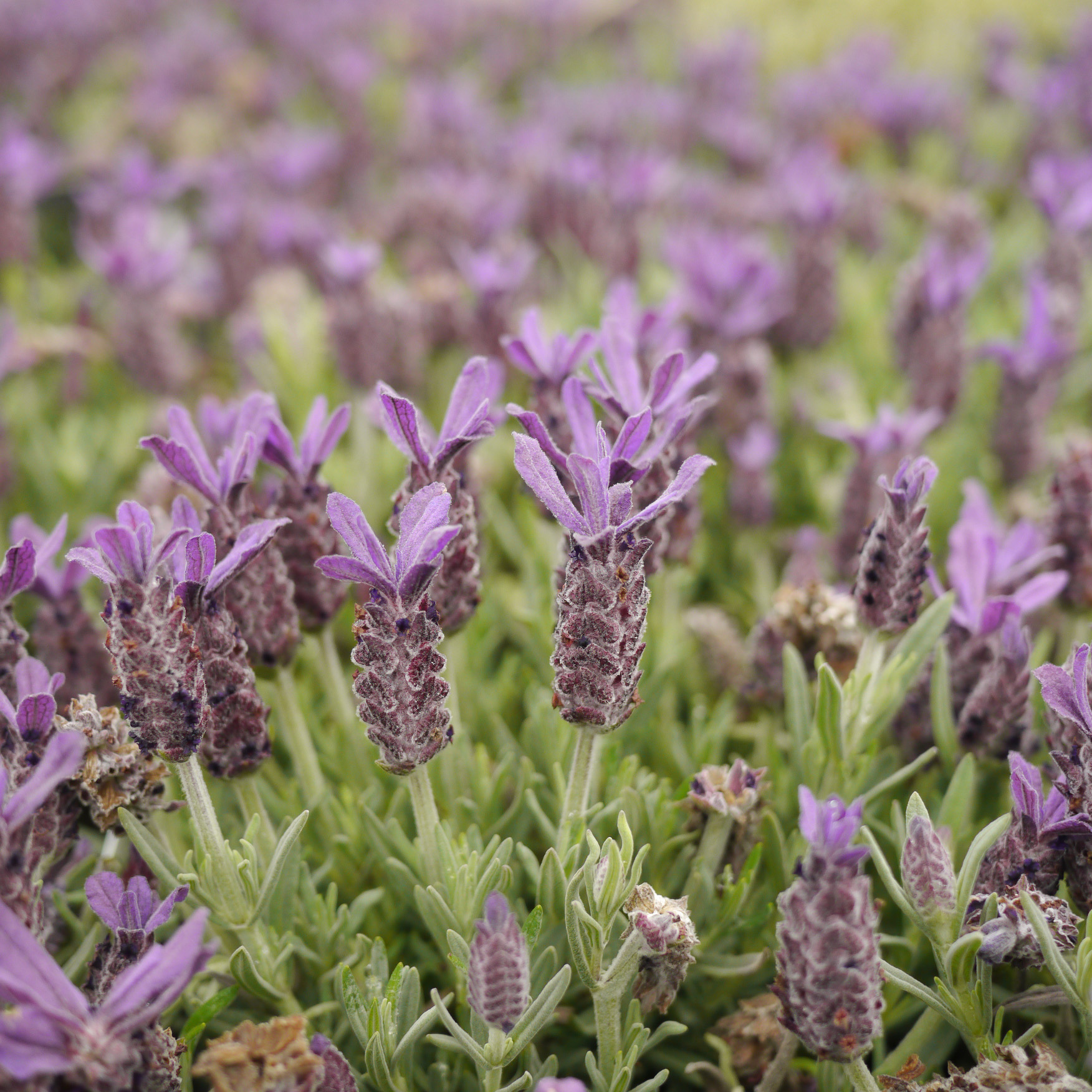 Lavender, Butterfly : buy Lavender, Butterfly / Lavandula stoechas ...