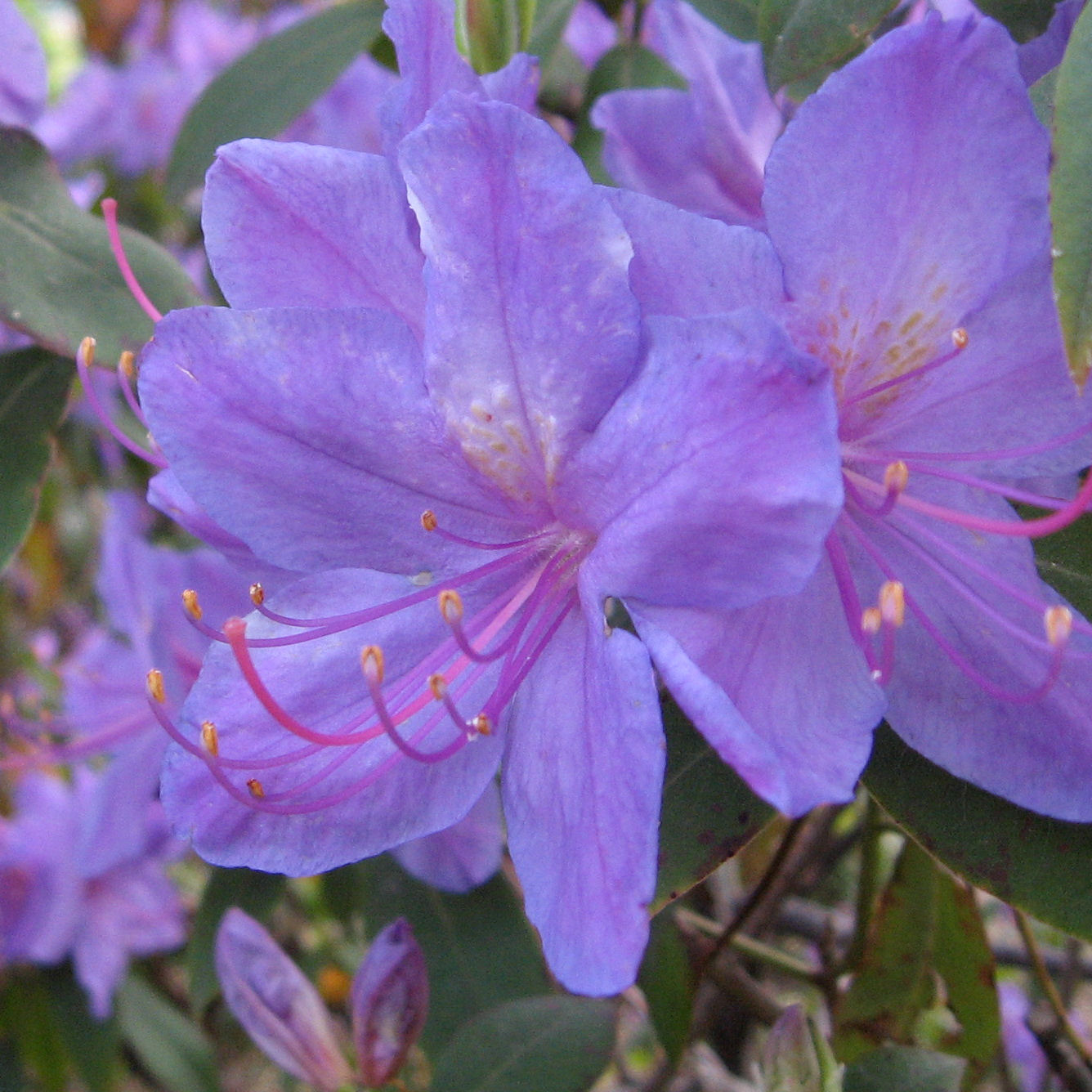 Rhododendron purple, Augustinii : buy Rhododendron purple, Augustinii ...