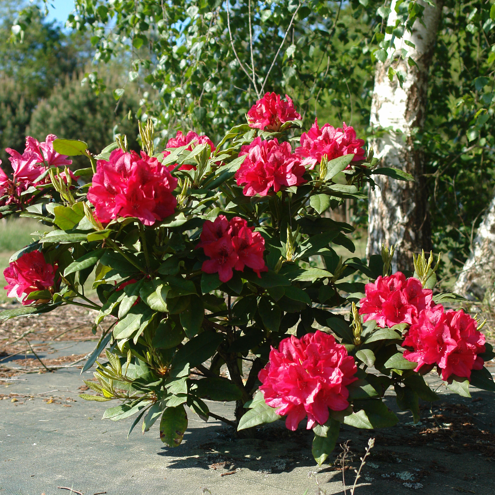 Rhododendron red, Lord Roberts : buy Rhododendron red, Lord Roberts ...