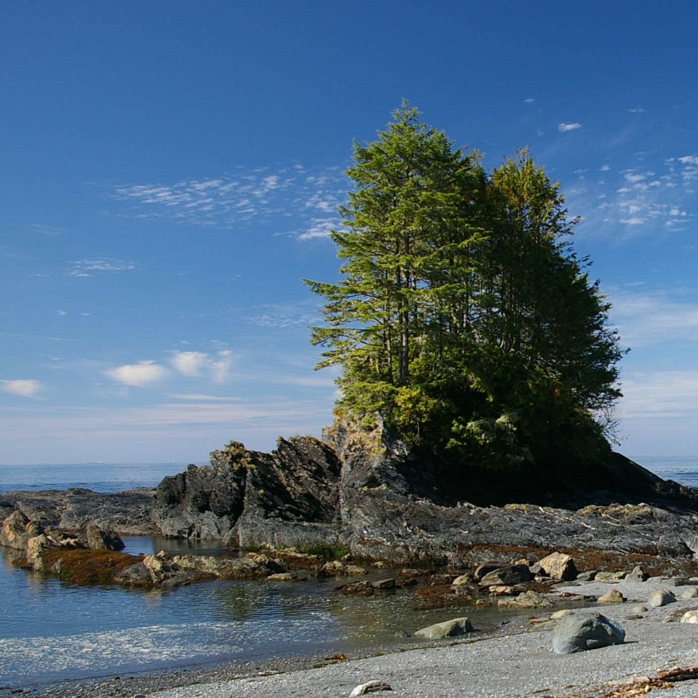 Spruce, Sitka : buy Spruce, Sitka / Picea sitchensis