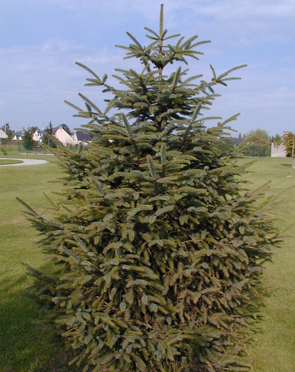 Spruce, Sitka : buy Spruce, Sitka / Picea sitchensis