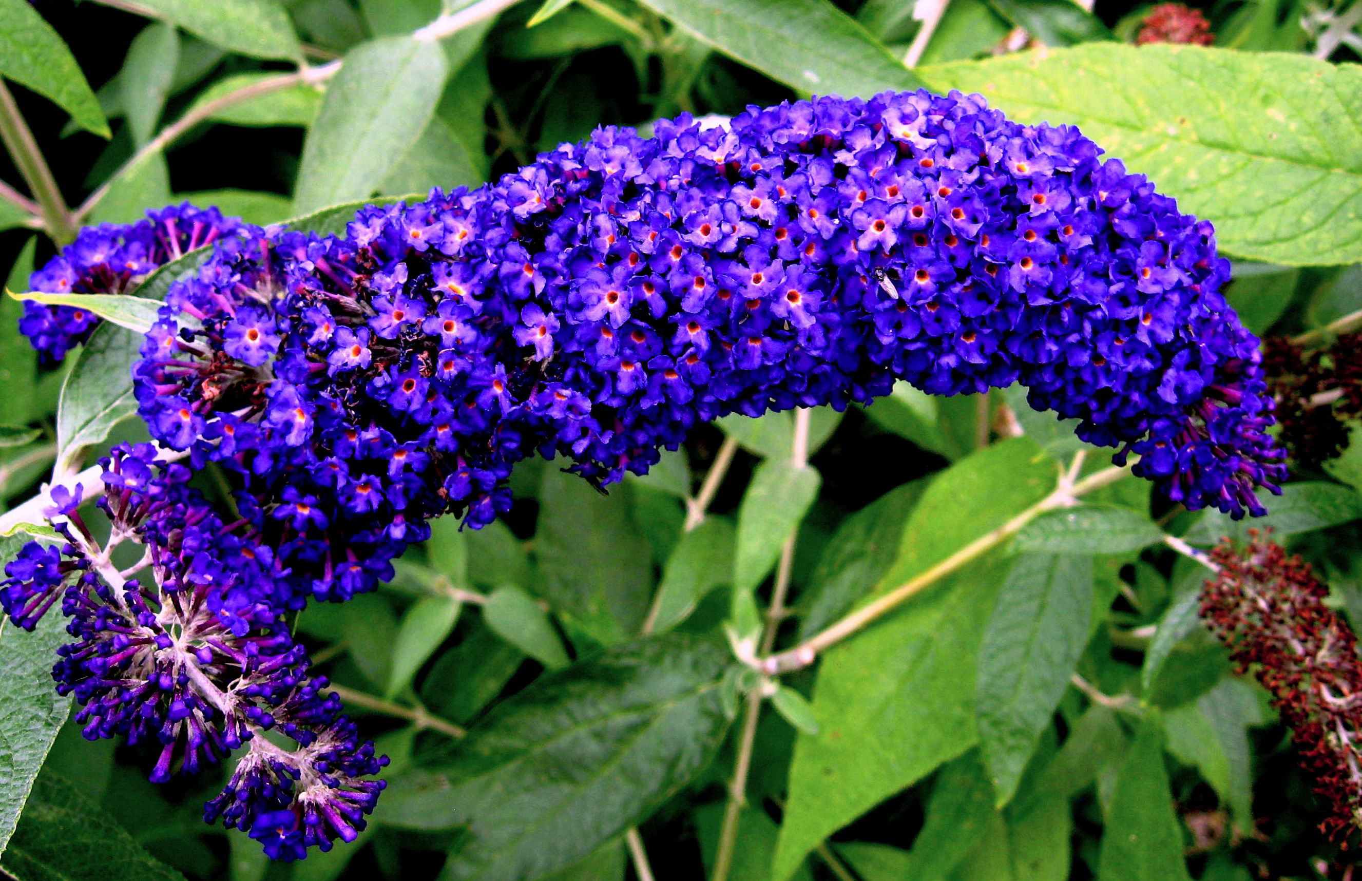 Buddleia 'Adonis blue Adokeep' : buy Buddleia 'Adonis blue Adokeep ...
