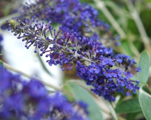 Buddleia 'Adonis blue Adokeep' : buy Buddleia 'Adonis blue Adokeep ...