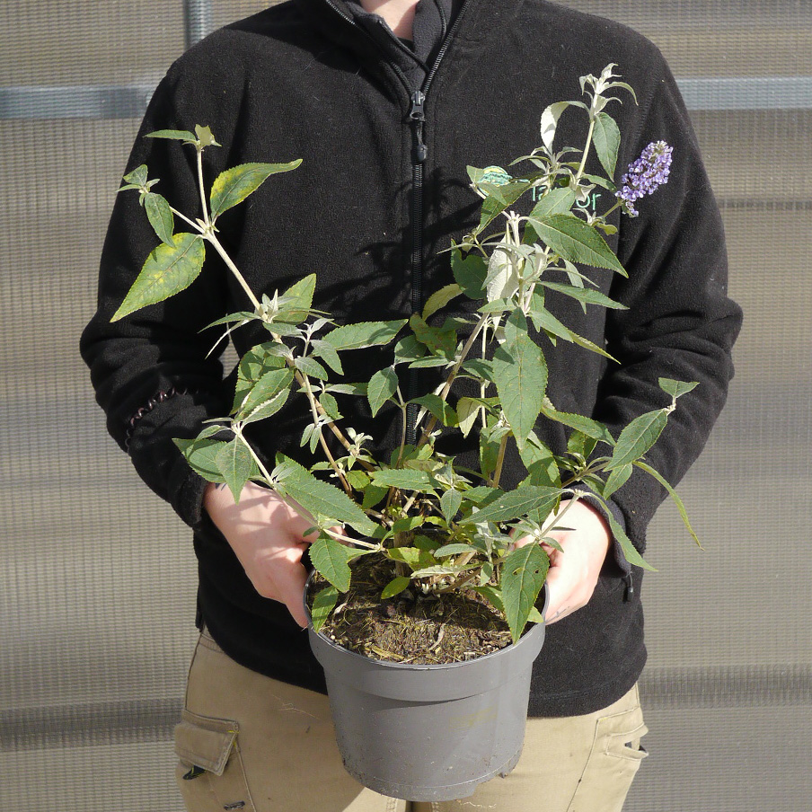 Buddleia 'Adonis blue Adokeep' : buy Buddleia 'Adonis blue Adokeep ...