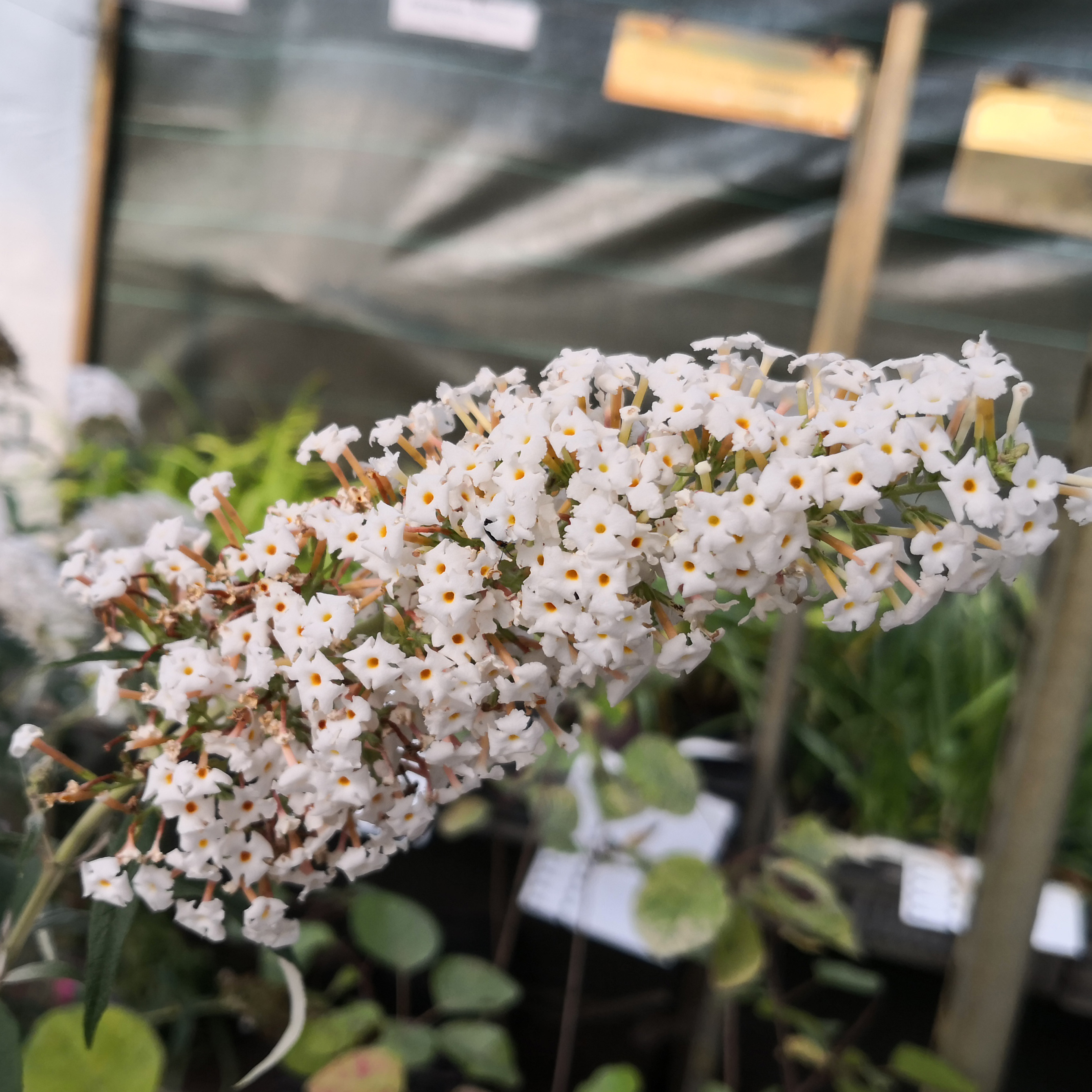 Buddleia 'White profusion' : buy Buddleia 'White profusion' / Buddleia ...