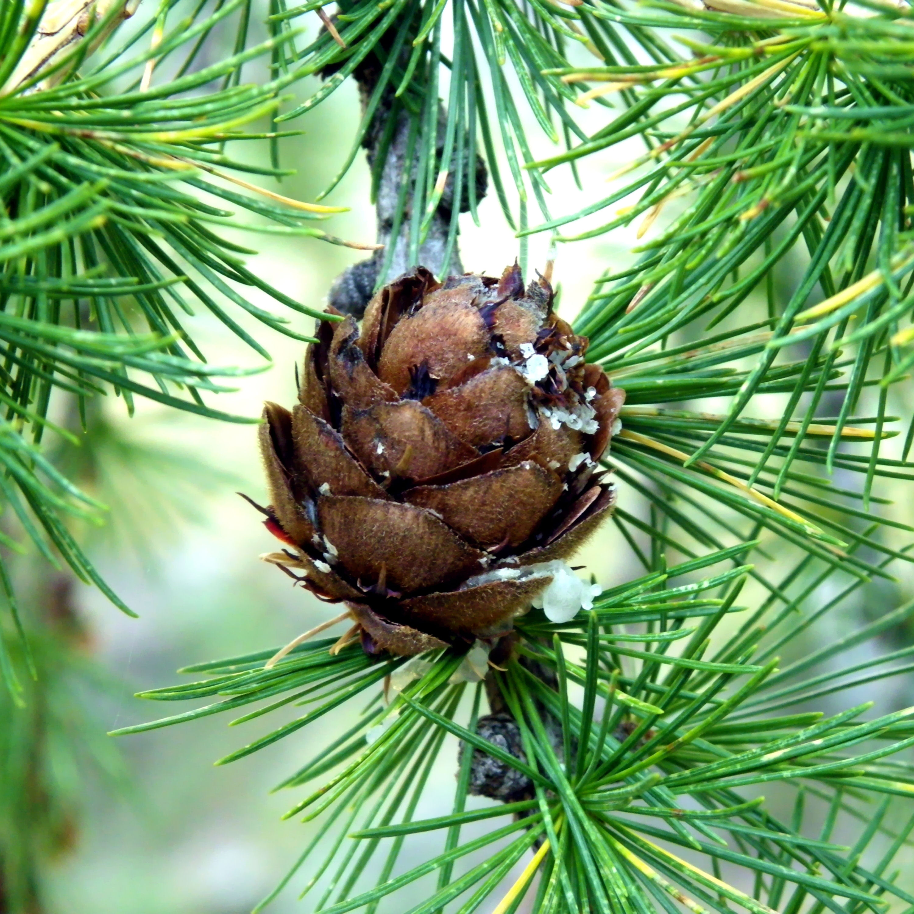 Larch, European : buy Larch, European / Larix decidua