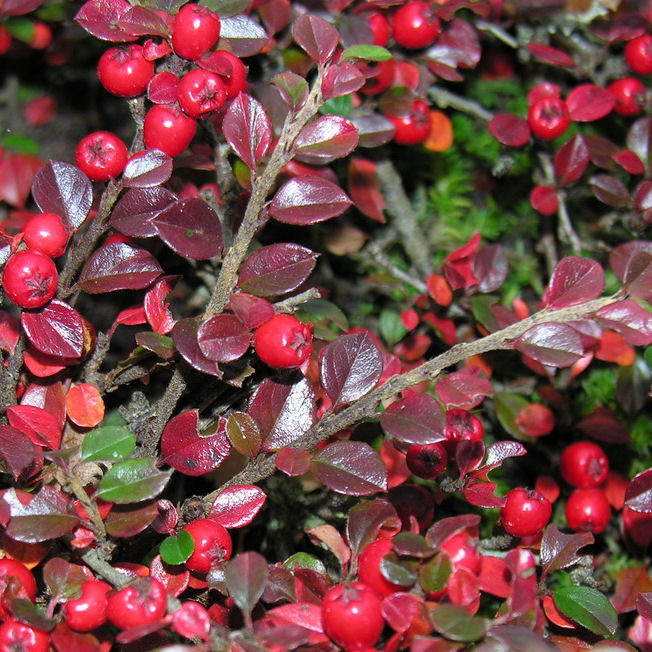 Cotoneaster, rockspray : buy Cotoneaster, rockspray / Cotoneaster horizontalis