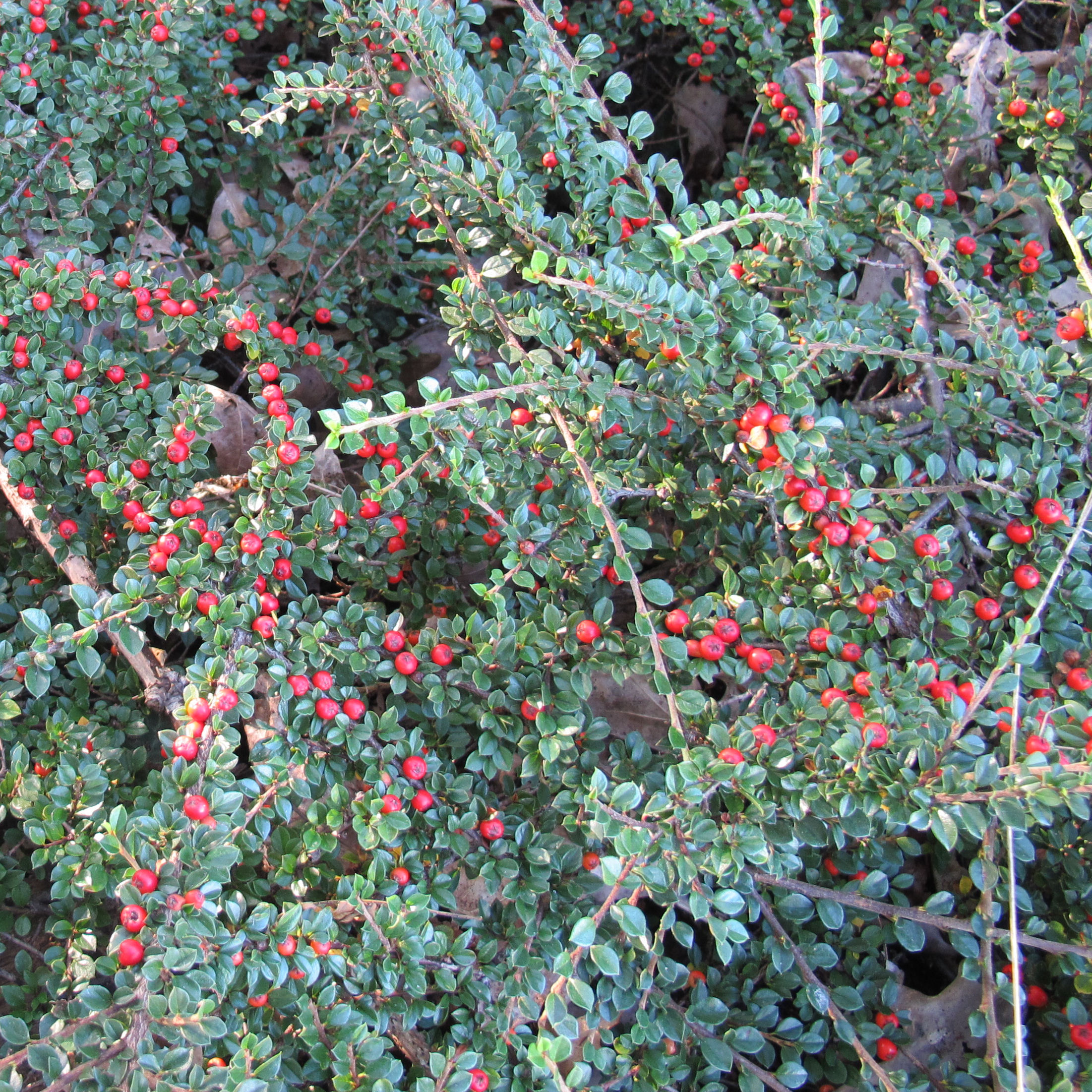 Cotoneaster, rockspray : buy Cotoneaster, rockspray / Cotoneaster horizontalis