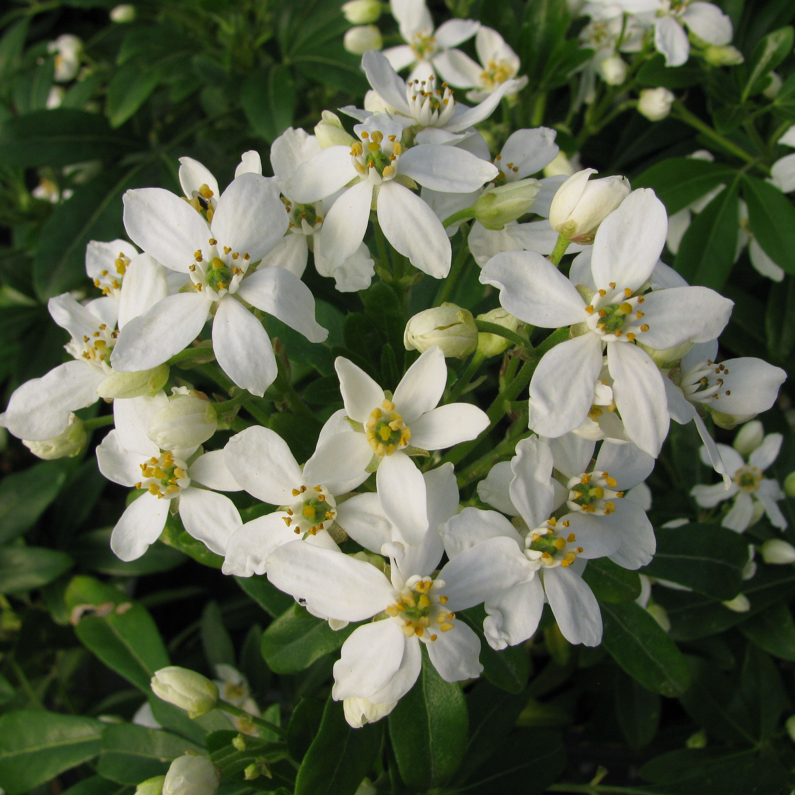 Orange, Mexican : buy Orange, Mexican / Choisya ternata