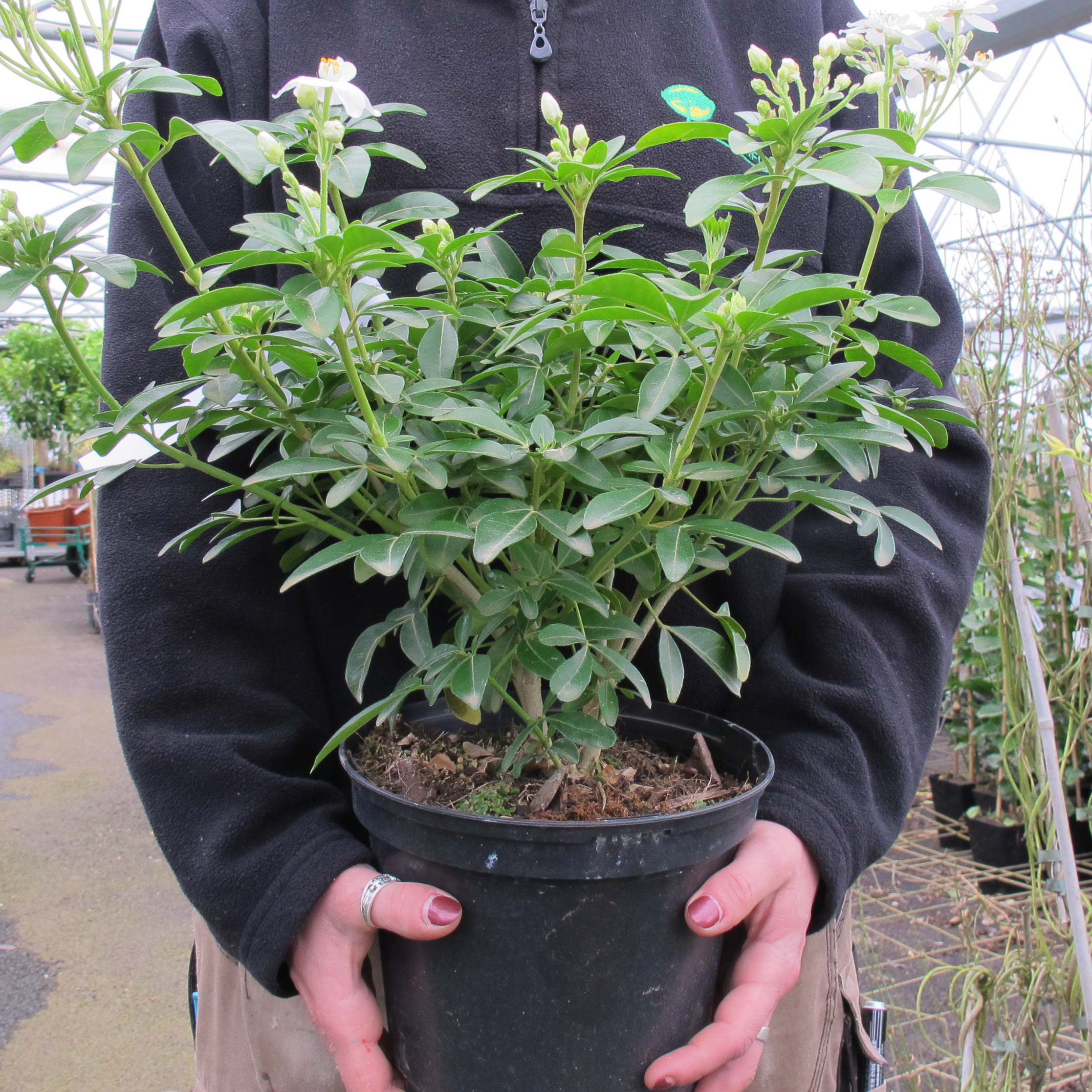 Orange, Mexican : buy Orange, Mexican / Choisya ternata