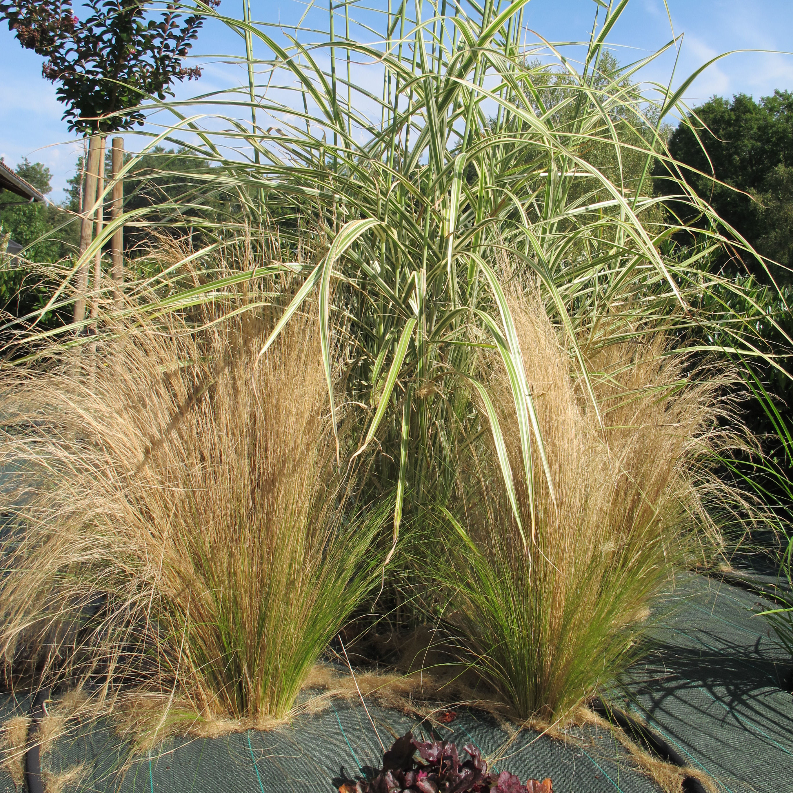 Pony Tails grass : buy Pony Tails grass / Stipa tenuissima Pony Tails