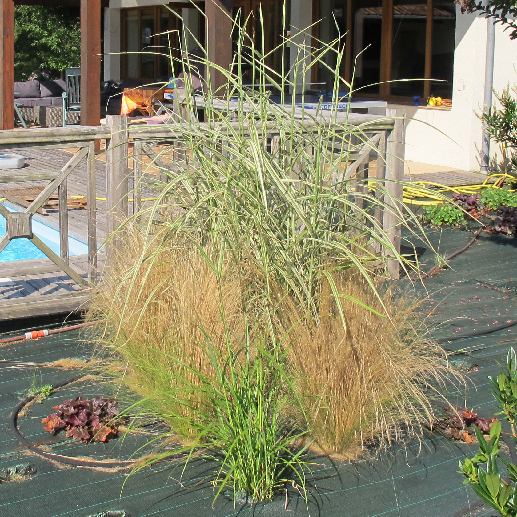 Pony Tails grass : buy Pony Tails grass / Stipa tenuissima Pony Tails