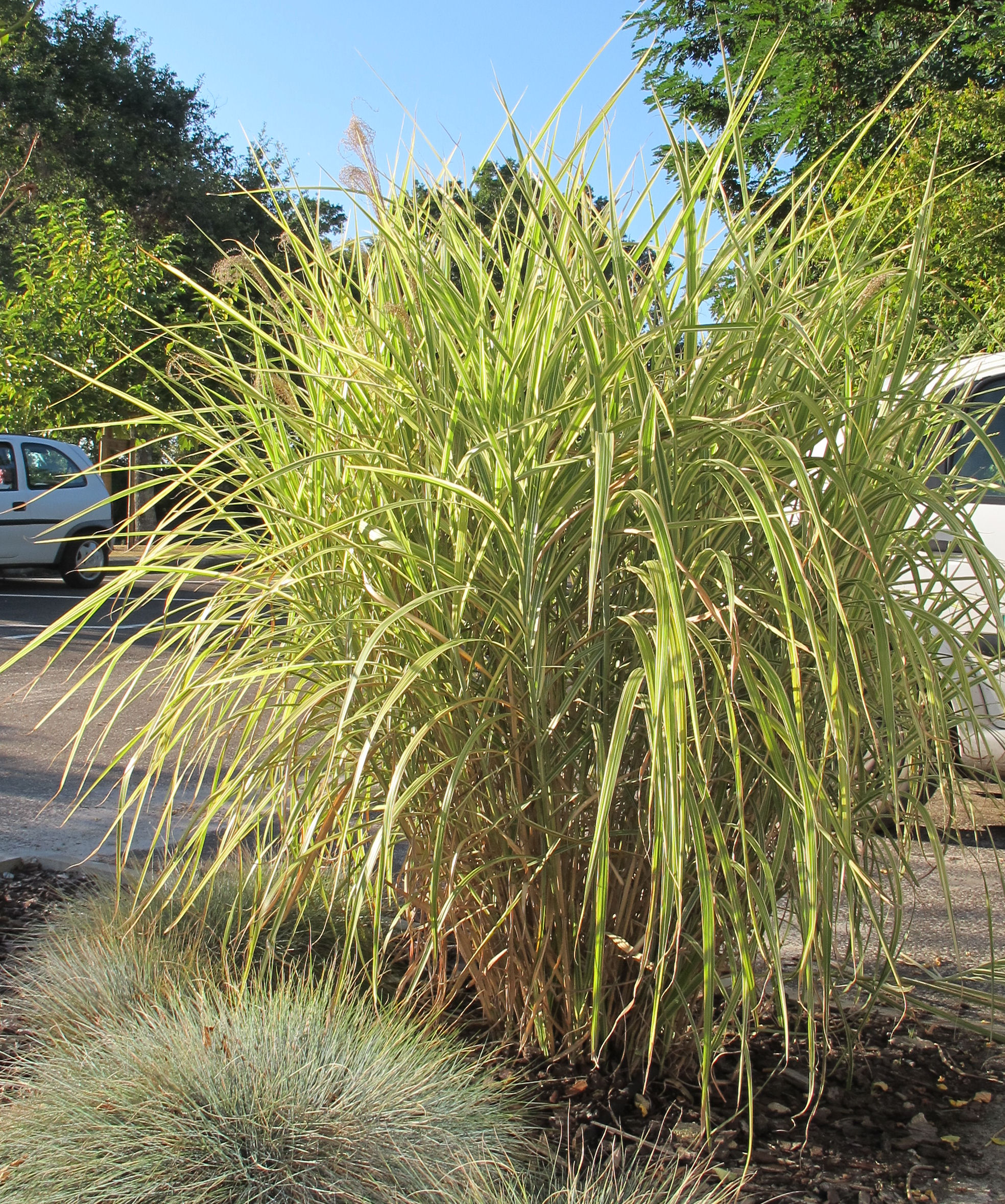 Silver Grass, Variegated Chinese : buy Silver Grass, Variegated Chinese ...