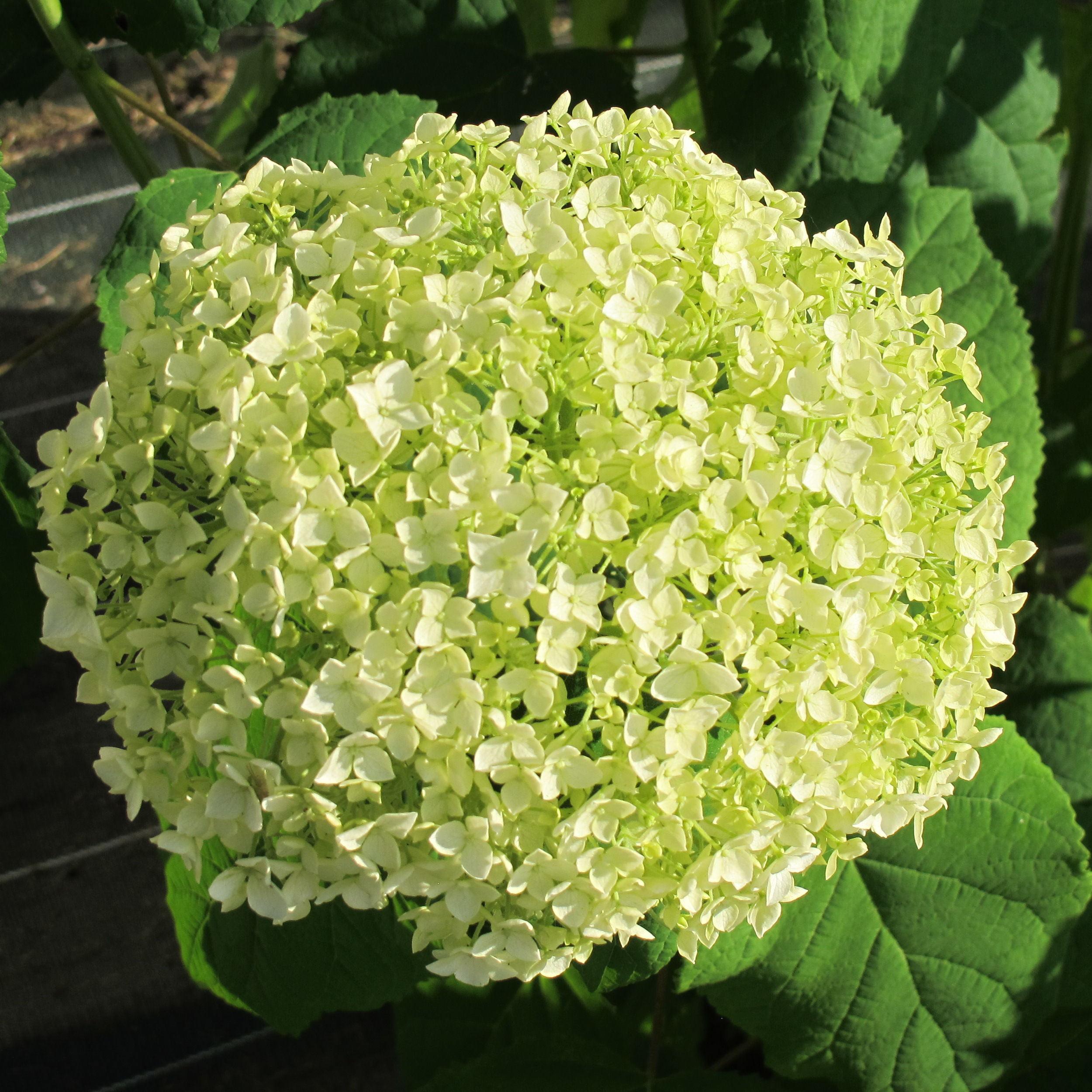Hydrangea, Annabelle : buy Hydrangea, Annabelle / Hydrangea arborescens ...