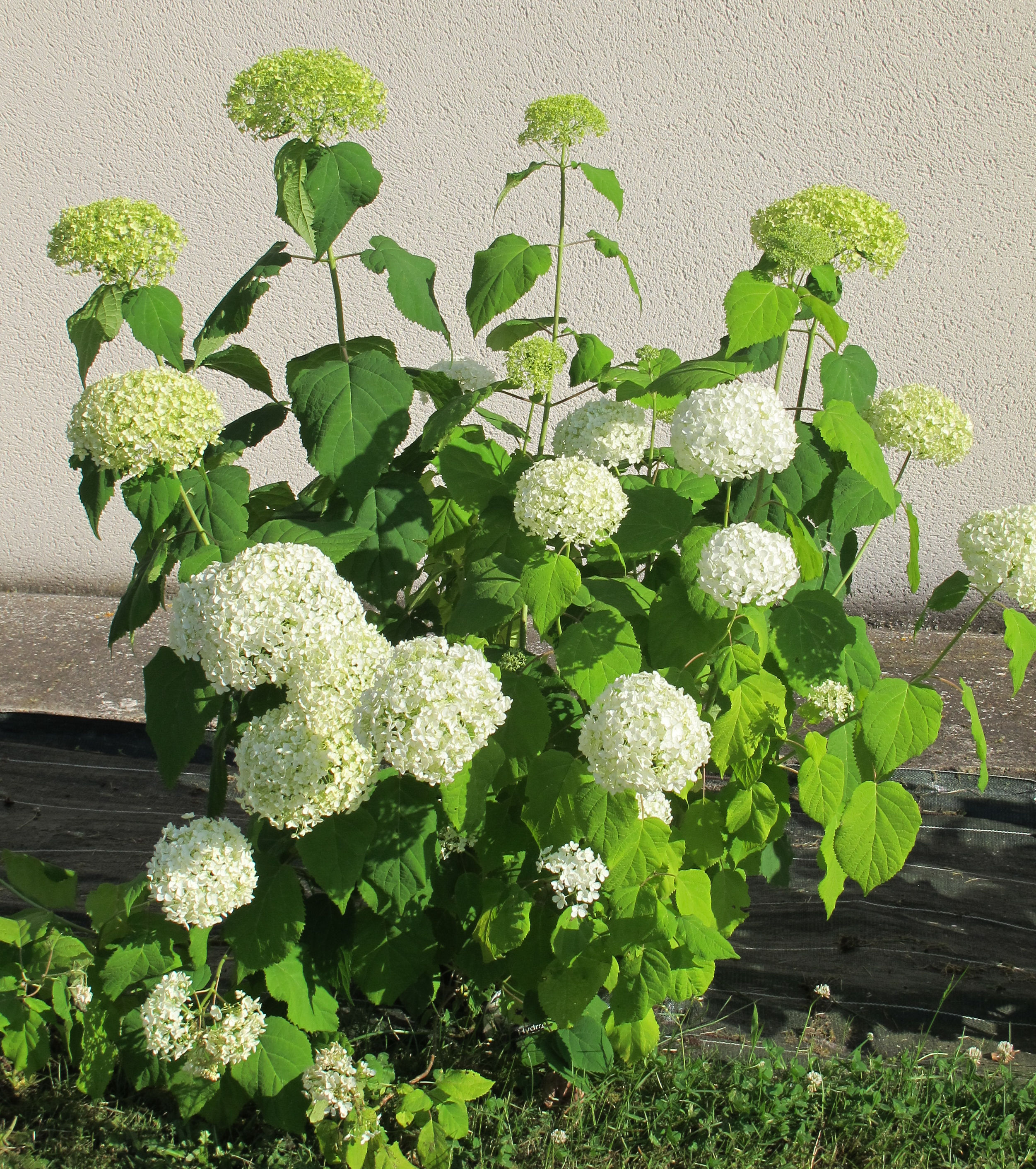 Hydrangea, Annabelle : buy Hydrangea, Annabelle / Hydrangea arborescens ...