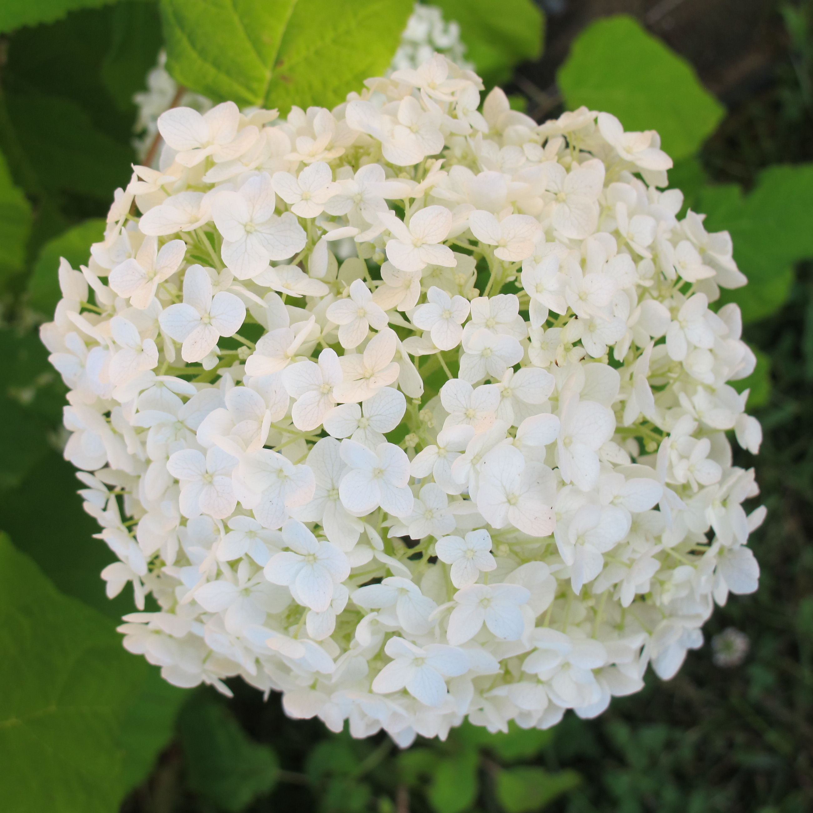 Hydrangea, Annabelle : buy Hydrangea, Annabelle / Hydrangea arborescens ...