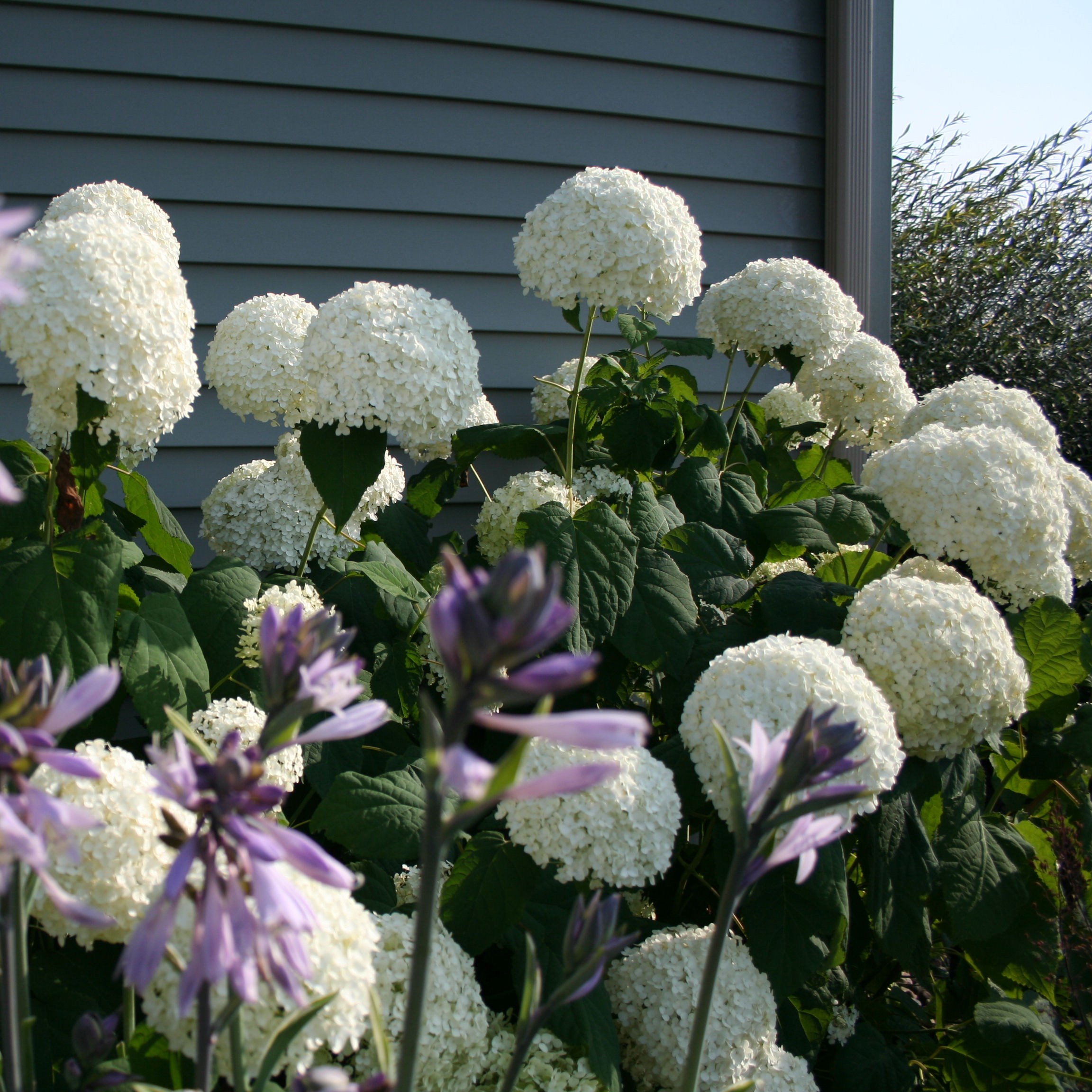 Hydrangea, Annabelle : buy Hydrangea, Annabelle / Hydrangea arborescens ...