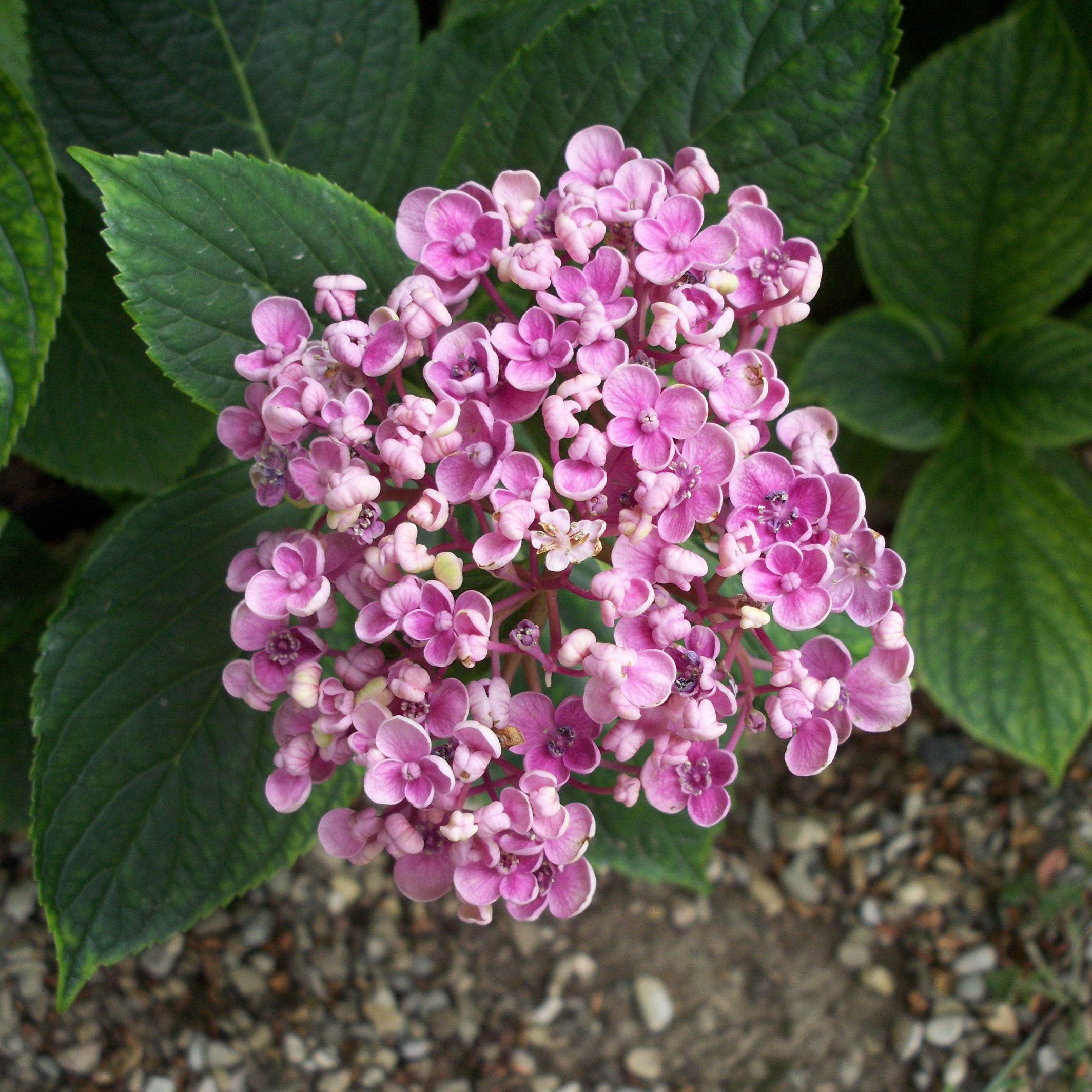Hydrangea, Ayesha : buy Hydrangea, Ayesha / Hydrangea macro Ayesha