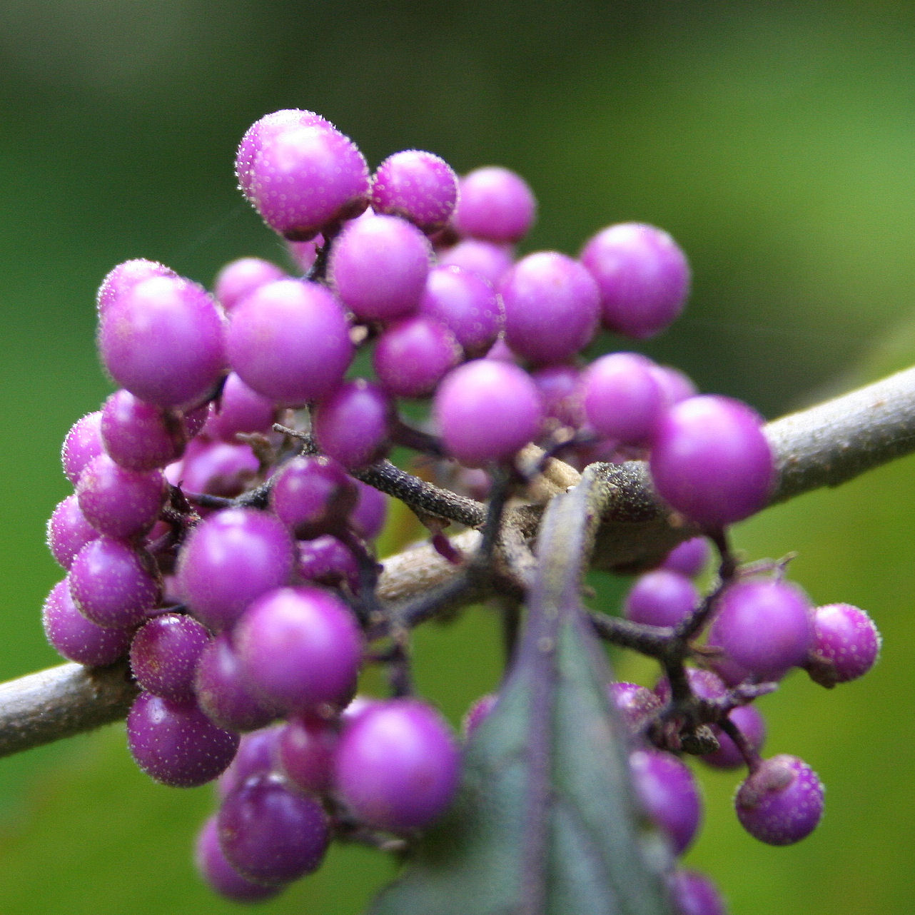 Mauve Beauty berry 'Profusion' : buy Mauve Beauty berry 'Profusion ...