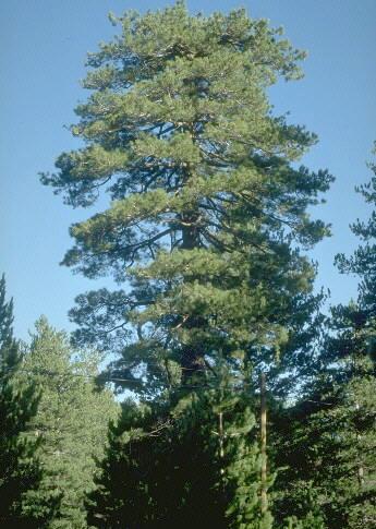 Pine, Calabrian : buy Pine, Calabrian / Pinus nigra calabrica