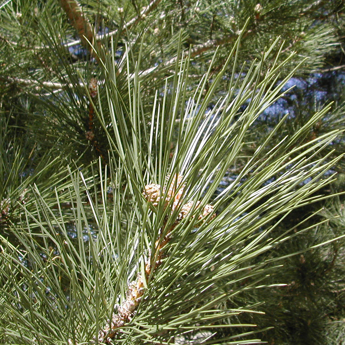 Pine, Calabrian : buy Pine, Calabrian / Pinus nigra calabrica