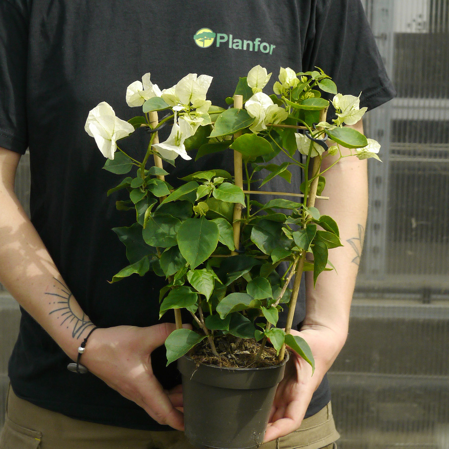 Bougainvillea, White : buy Bougainvillea, White / Bougainvillea glabra alba