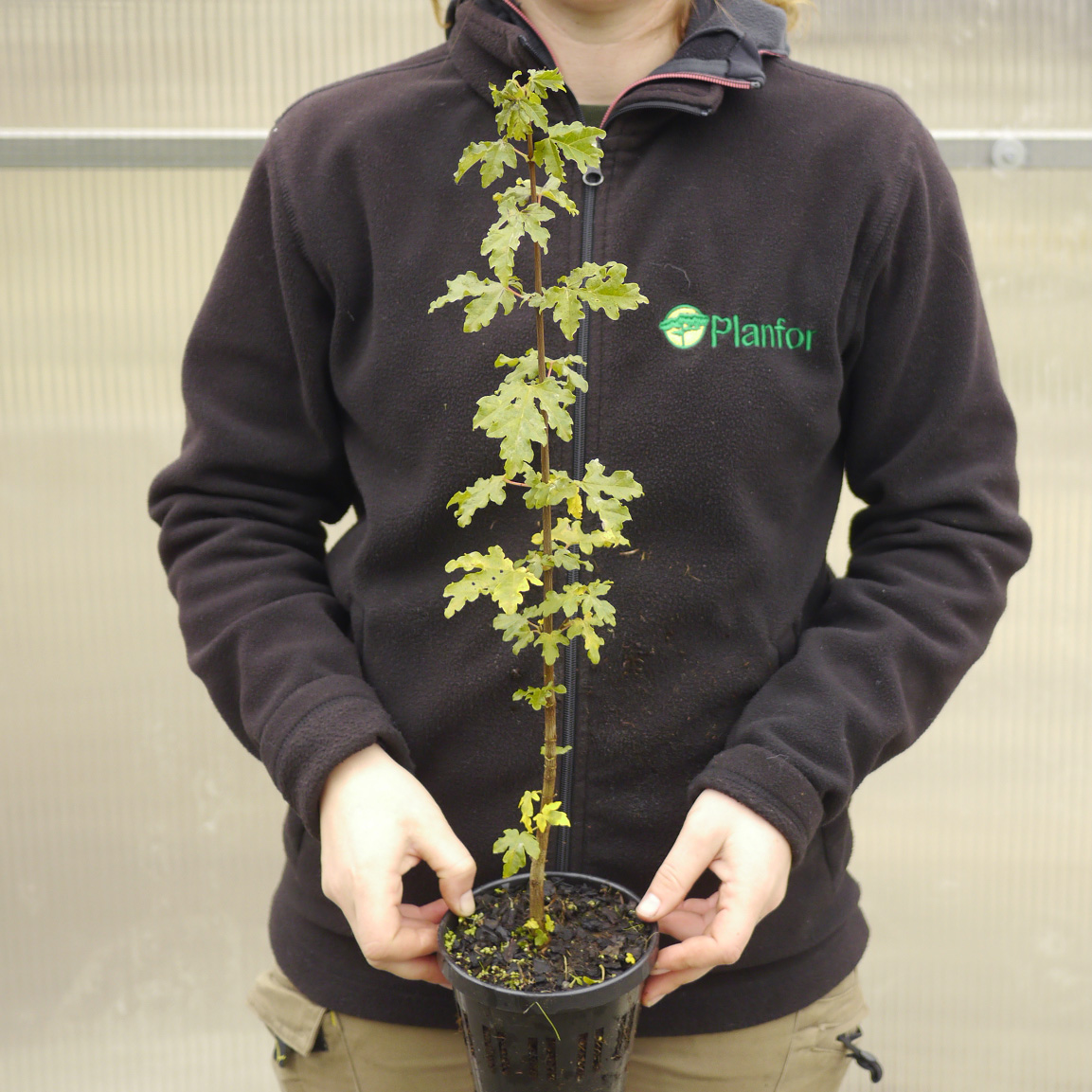 Maple, field : buy Maple, field / Acer campestre