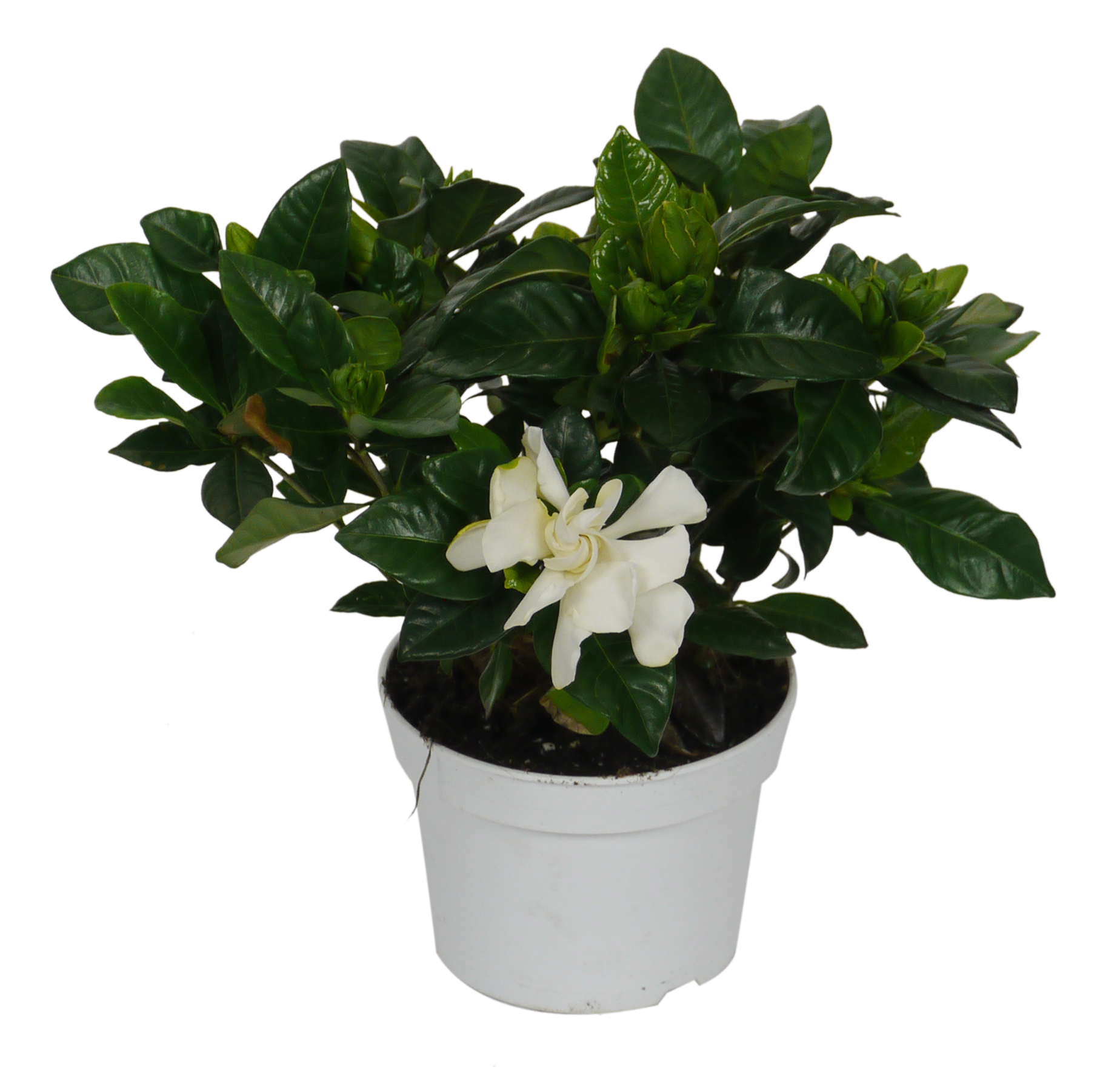 Gardenia jasminoides, Cape jasmine : buy Gardenia jasminoides, Cape ...