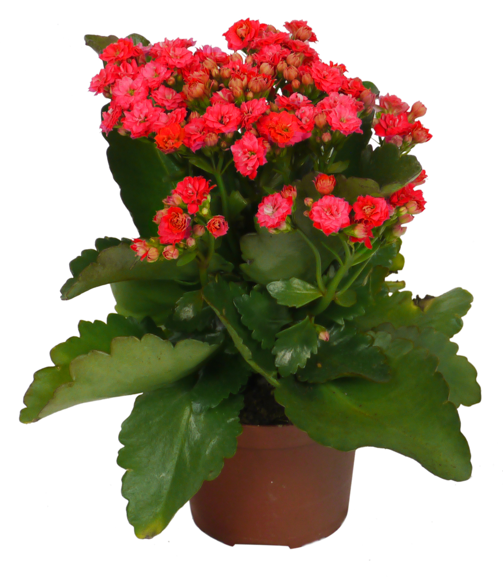 Kalanchoe Red flowered : buy Kalanchoe Red flowered / Kalanchoe rubra