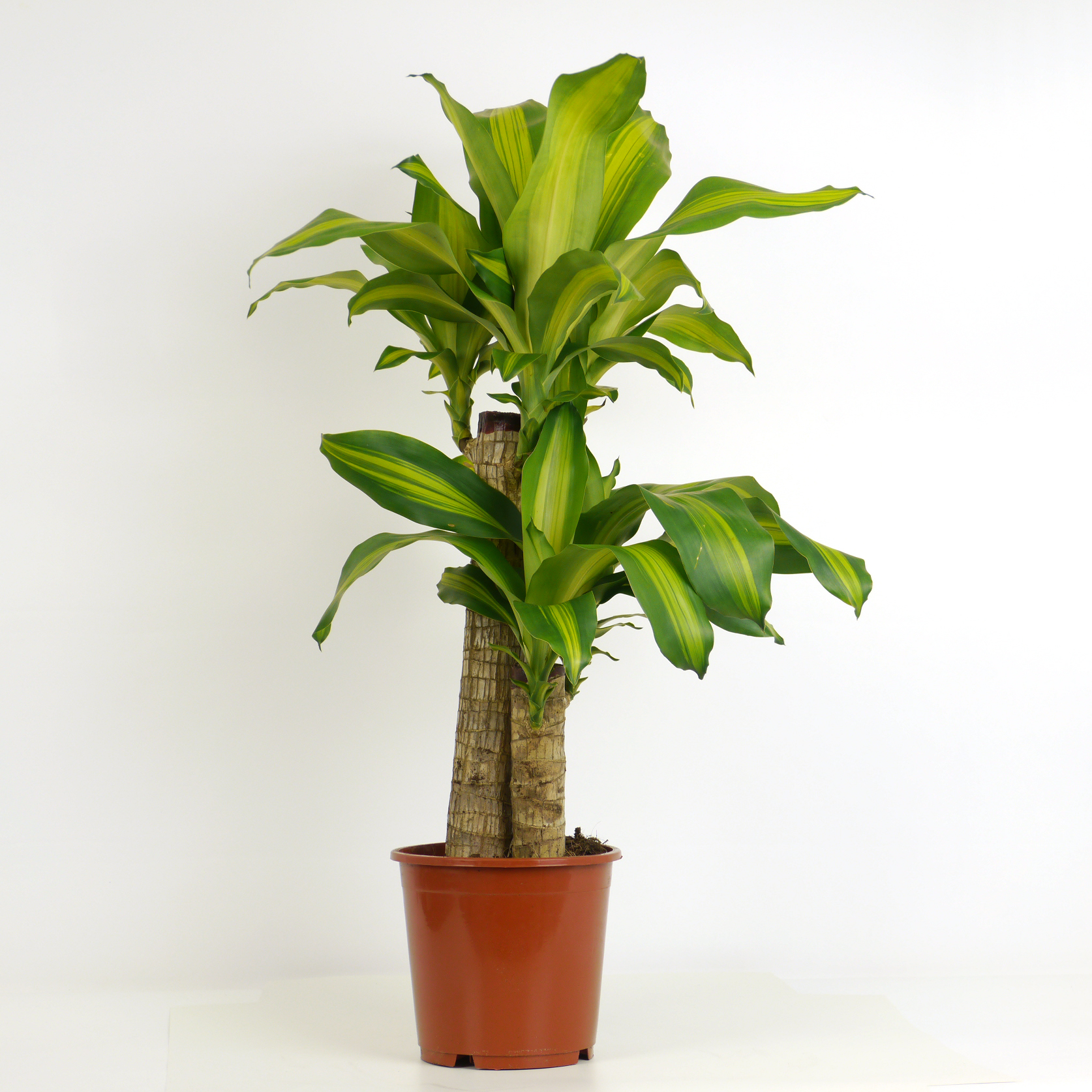 Dracaena fragrans, massangeana : buy Dracaena fragrans, massangeana ...
