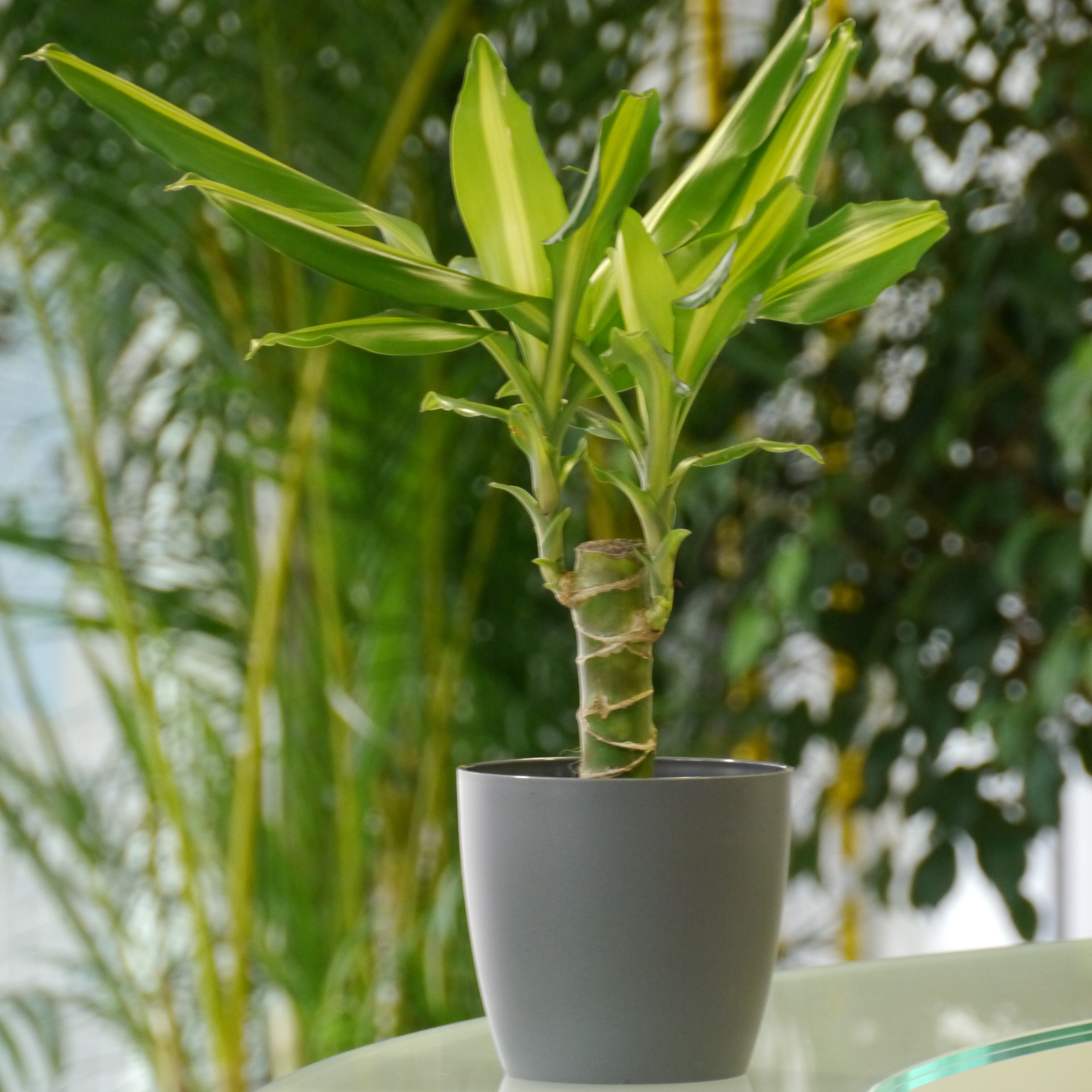 Dracaena fragrans, massangeana : buy Dracaena fragrans, massangeana ...