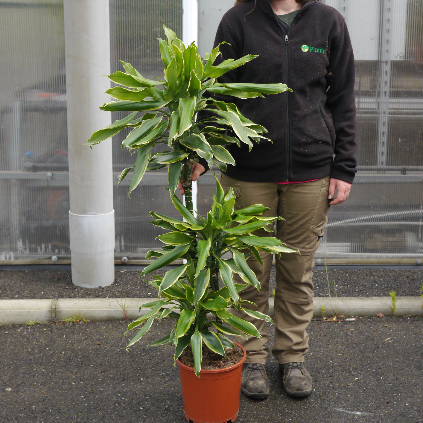 Dracaena fragrans, massangeana : buy Dracaena fragrans, massangeana ...