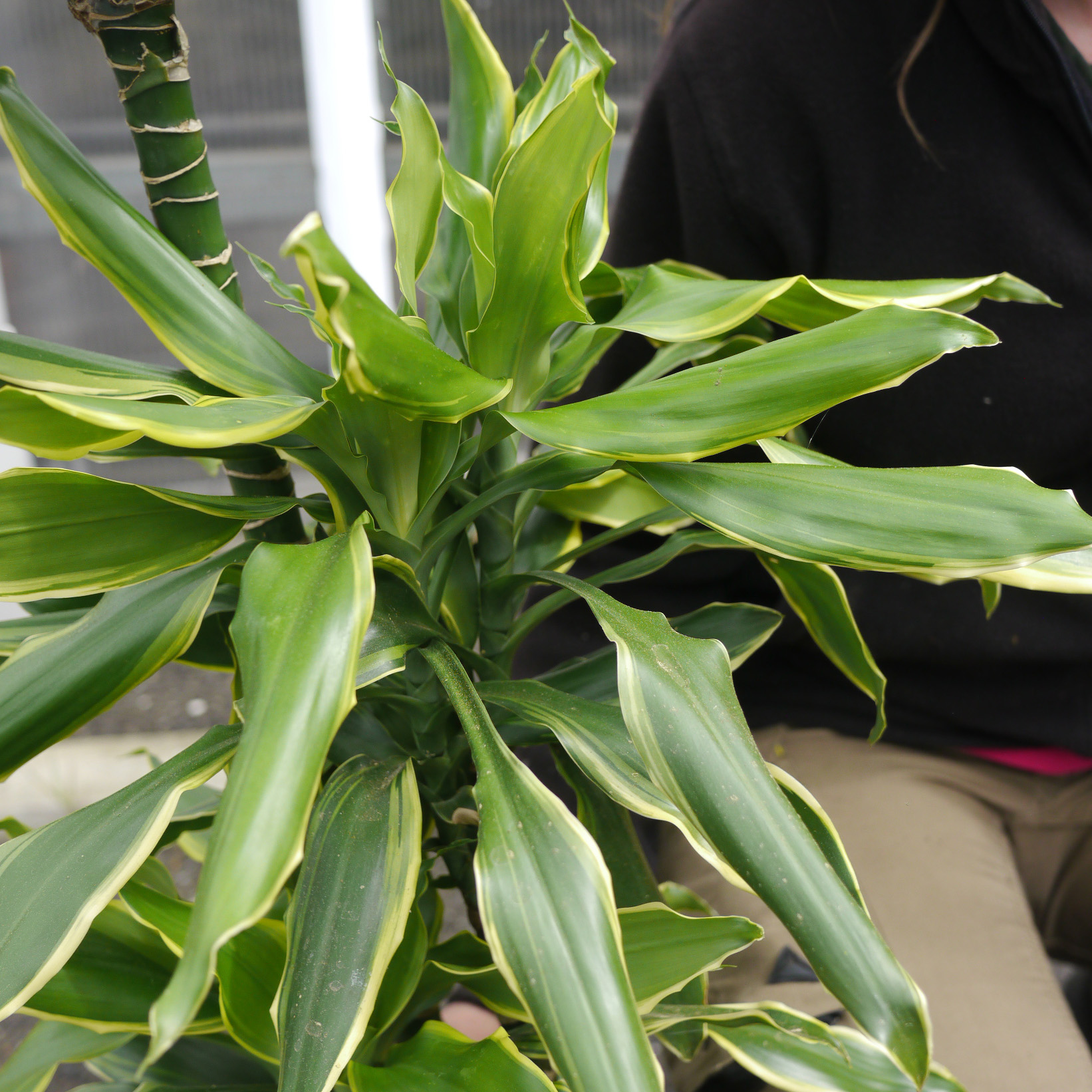 Dracaena fragrans, massangeana : buy Dracaena fragrans, massangeana ...