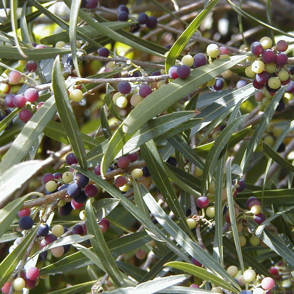 Olive, False : buy Olive, False / Phillyrea angustifolia