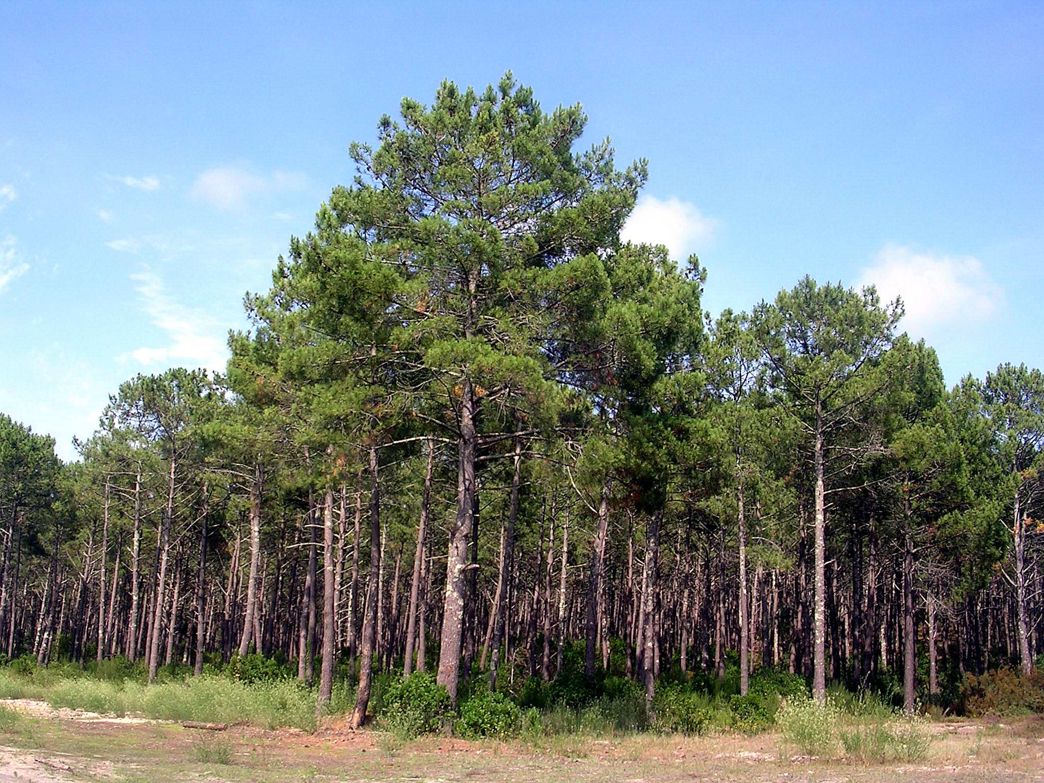 Pine, maritime : buy Pine, maritime / Pinus pinaster