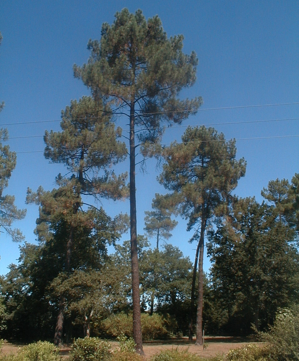Pine, maritime : buy Pine, maritime / Pinus pinaster