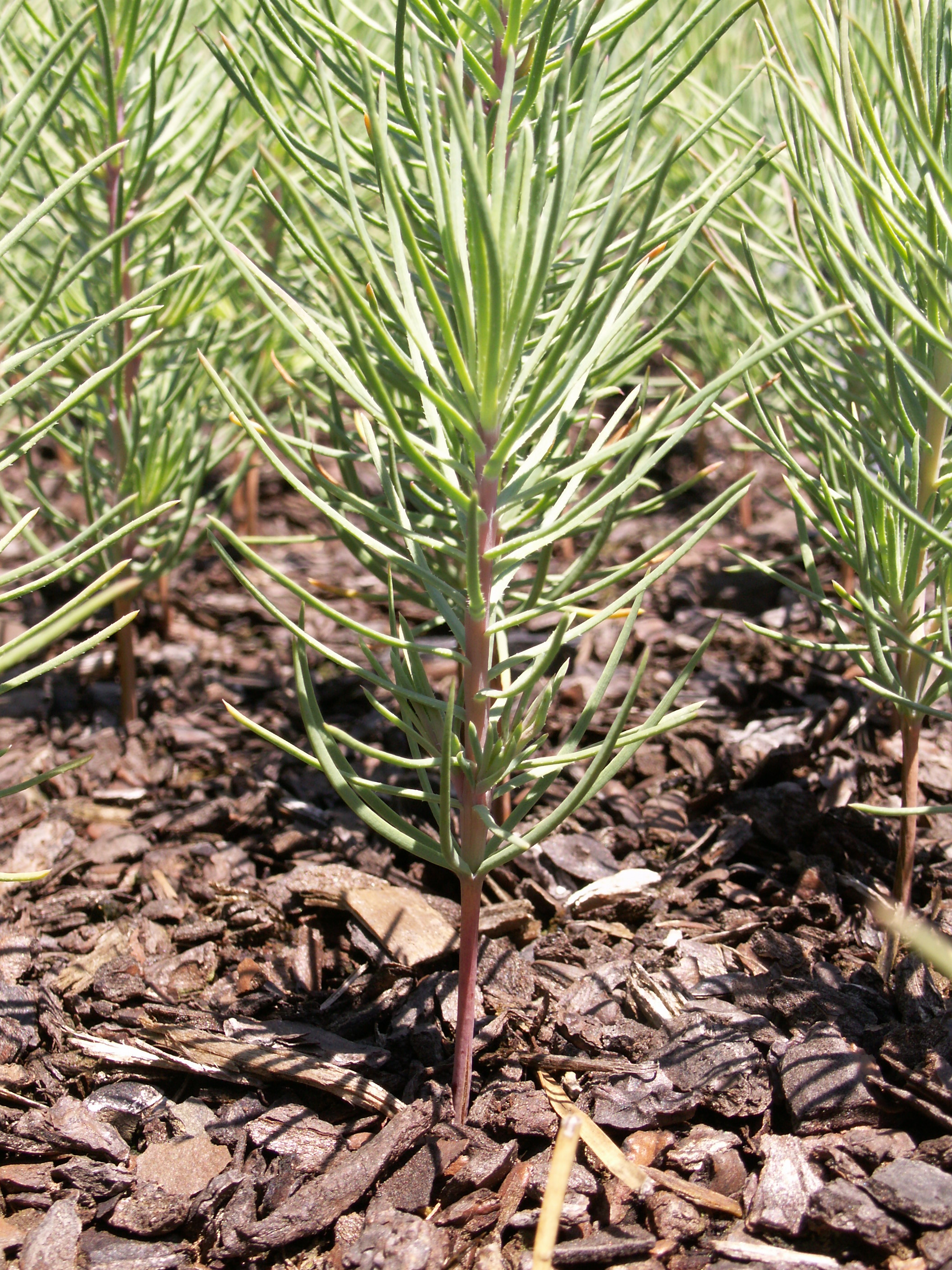 Pine, maritime : buy Pine, maritime / Pinus pinaster