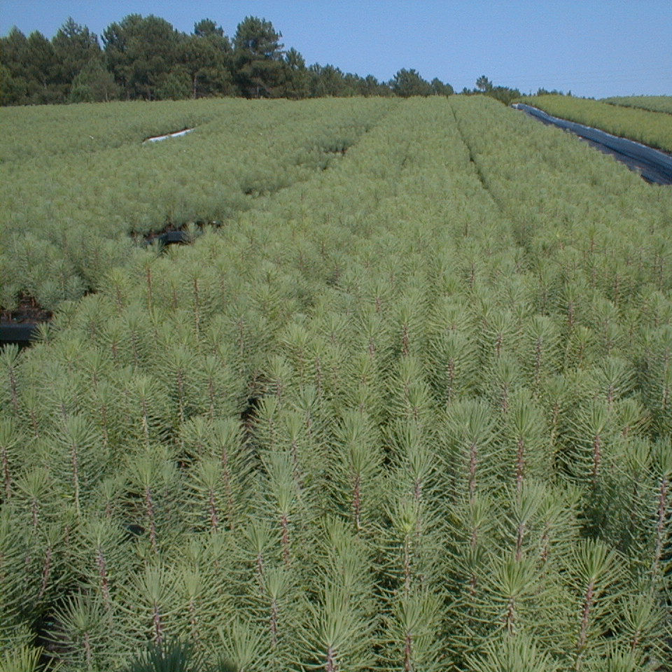 Pine, maritime : buy Pine, maritime / Pinus pinaster