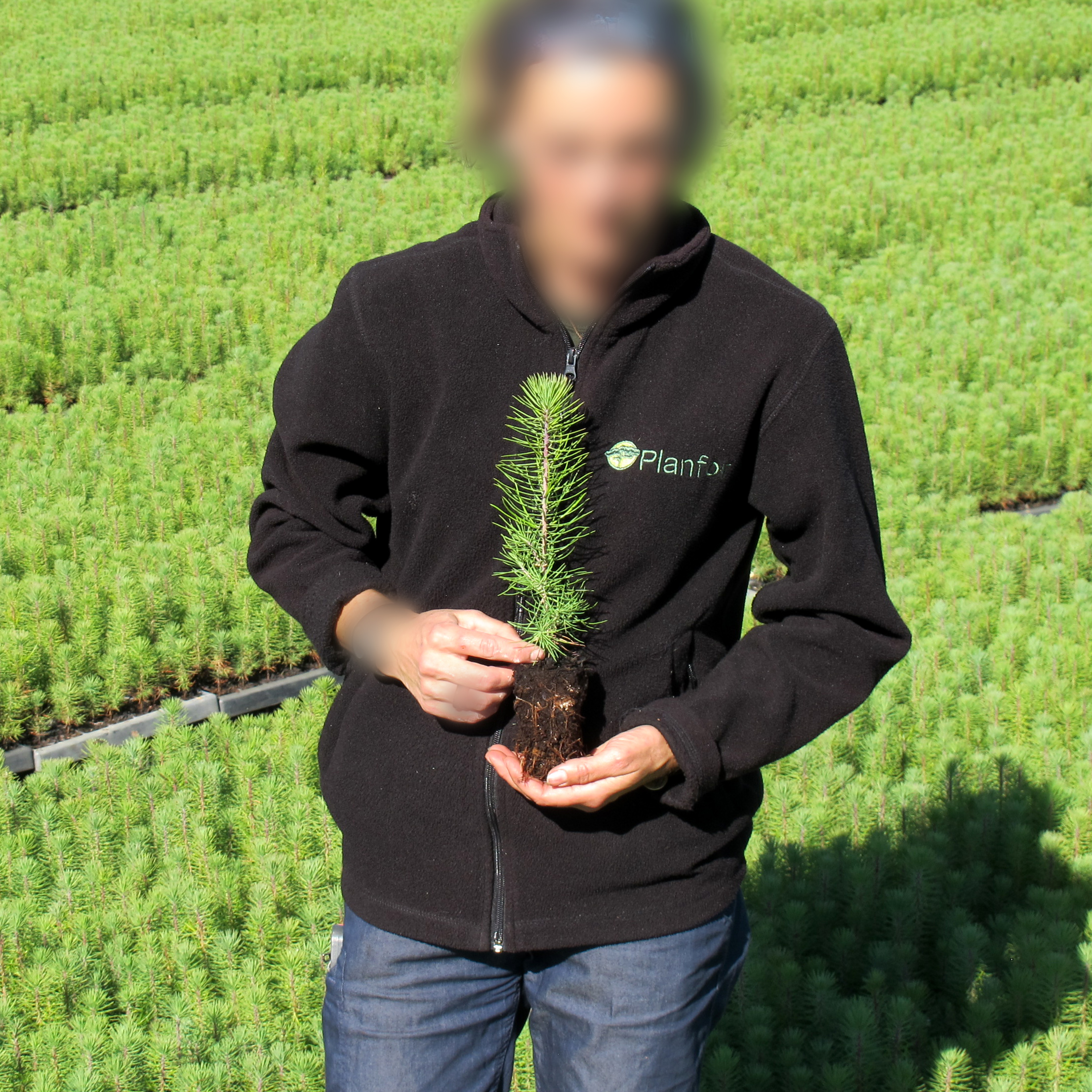 Pine, maritime : buy Pine, maritime / Pinus pinaster