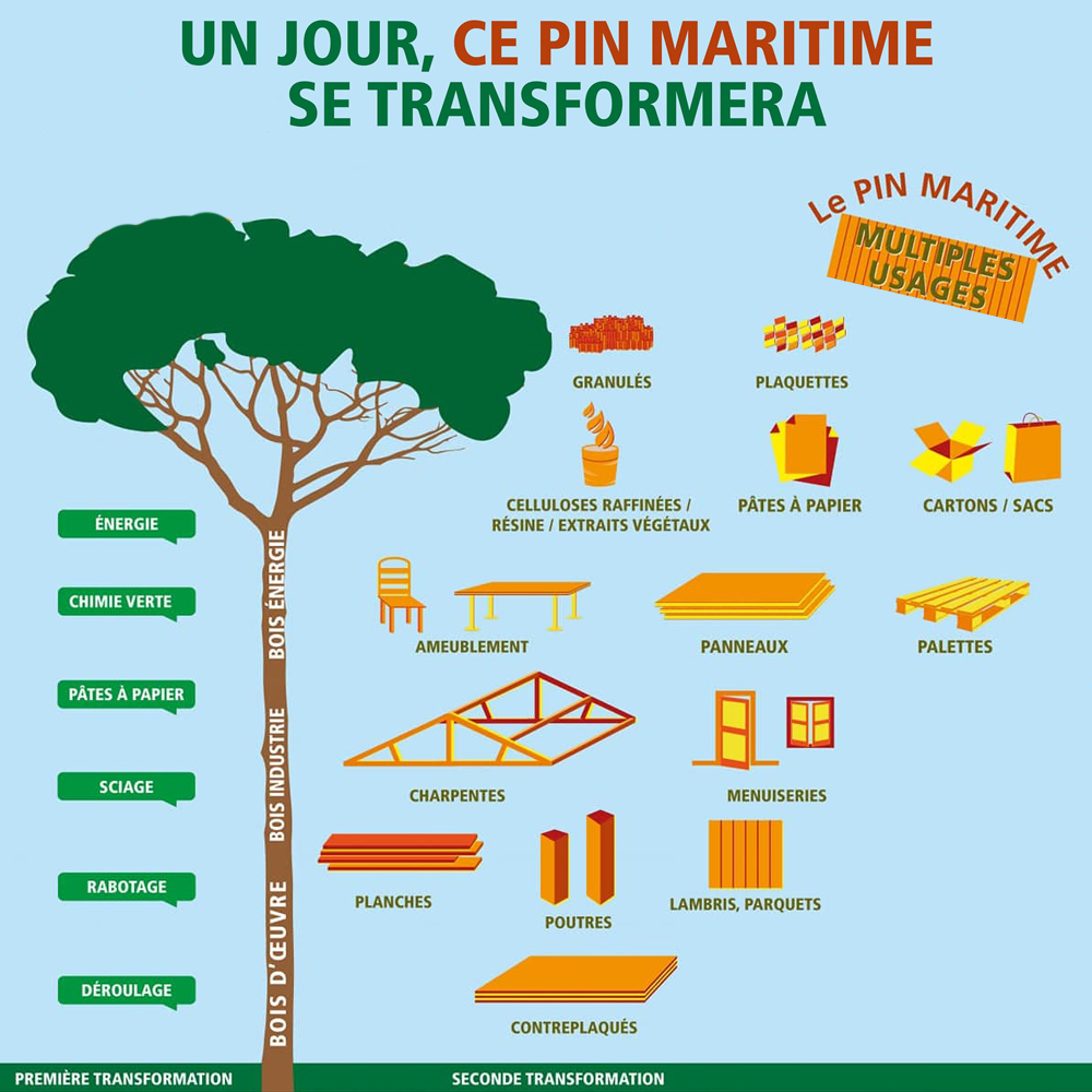 Pine, maritime : buy Pine, maritime / Pinus pinaster