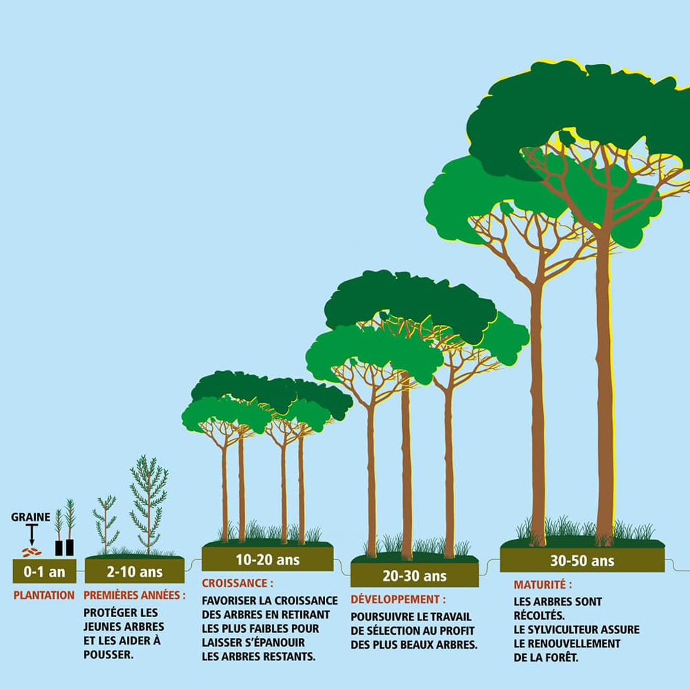 Pine, maritime : buy Pine, maritime / Pinus pinaster