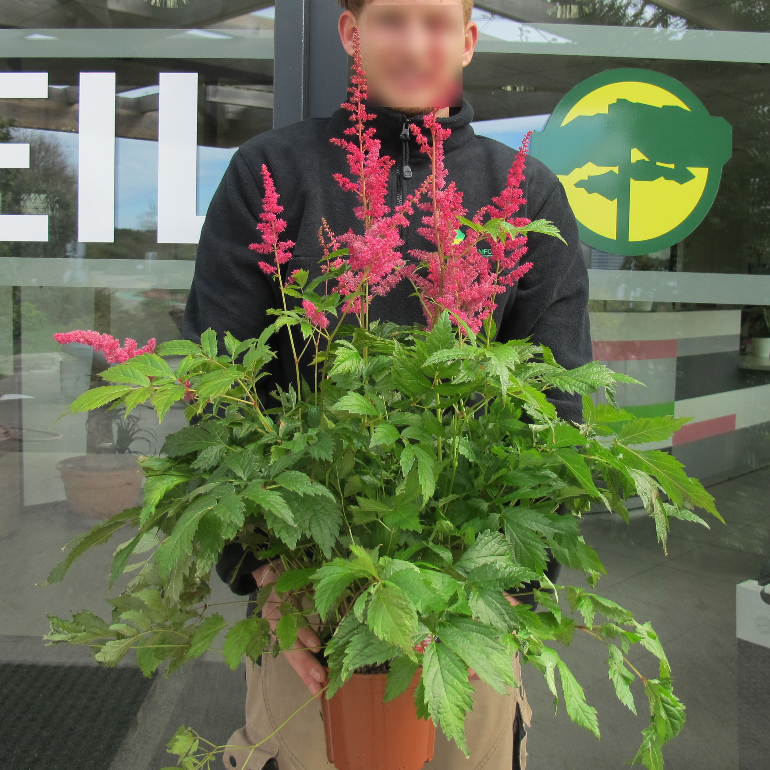 Astilbe Red : buy Astilbe Red / Astilbe rubra