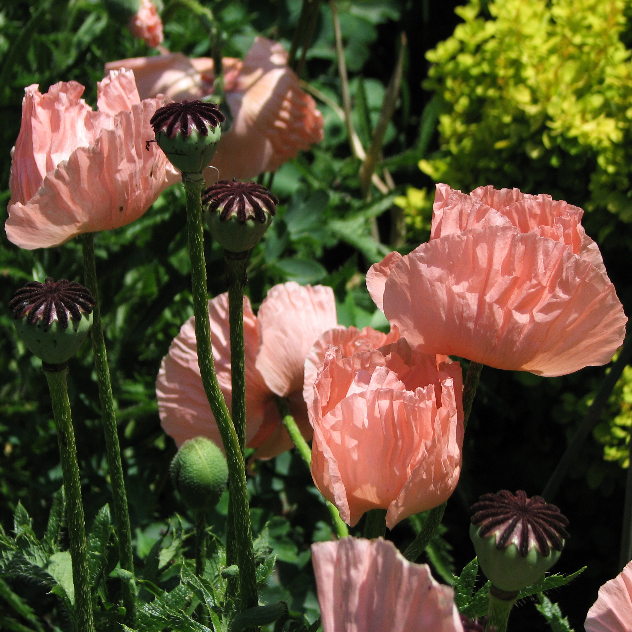 Oriental Poppy Pink : buy Oriental Poppy Pink / Papaver orientale rosea