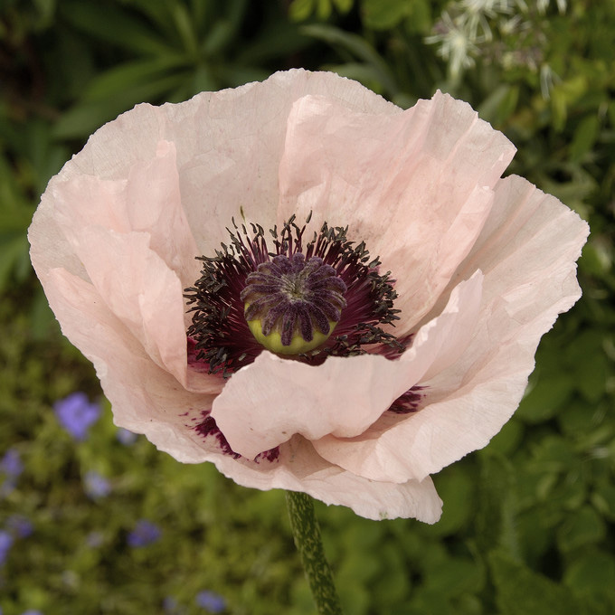Oriental Poppy Pink : buy Oriental Poppy Pink / Papaver orientale rosea