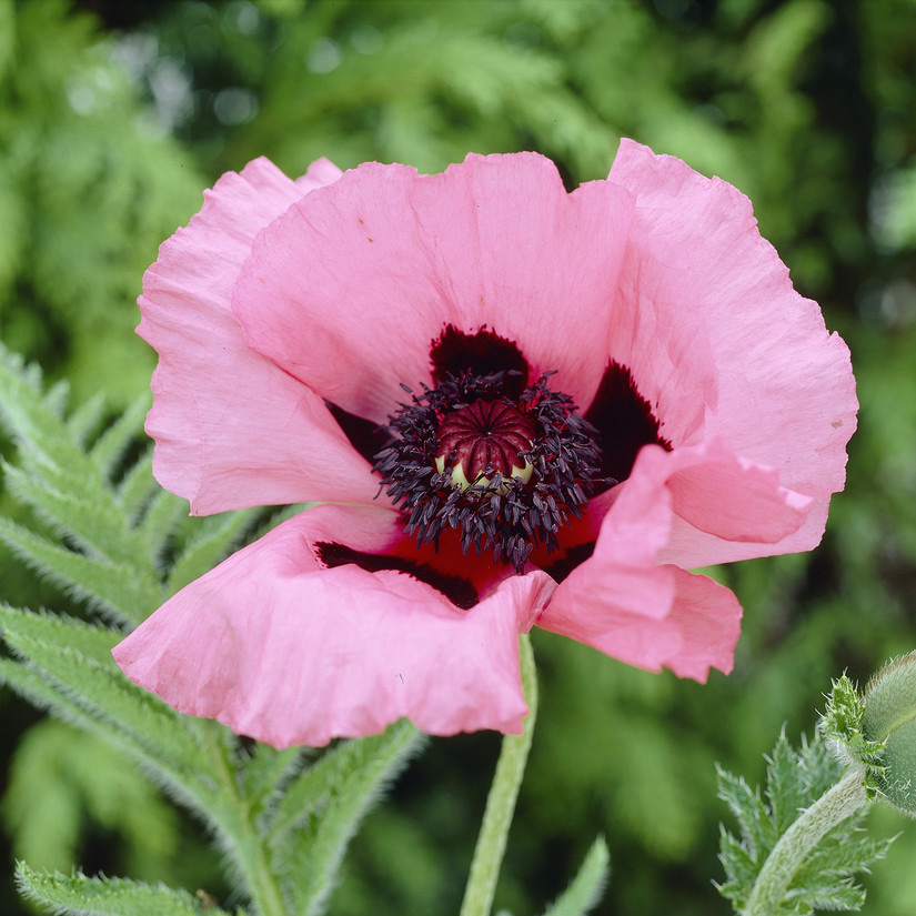 Oriental Poppy Pink : buy Oriental Poppy Pink / Papaver orientale rosea